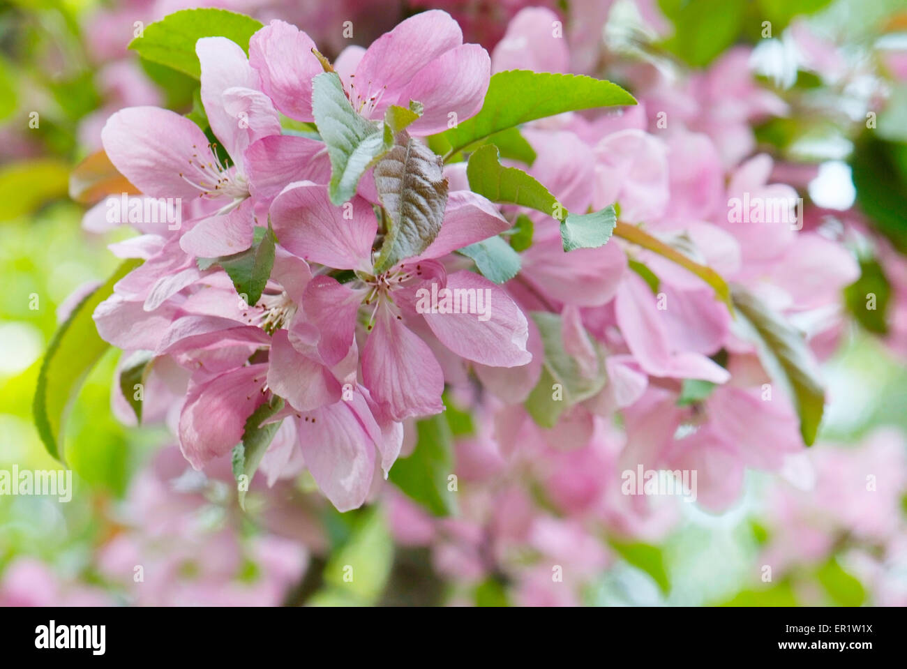close up flowering branch of apple-tree Stock Photo - Alamy