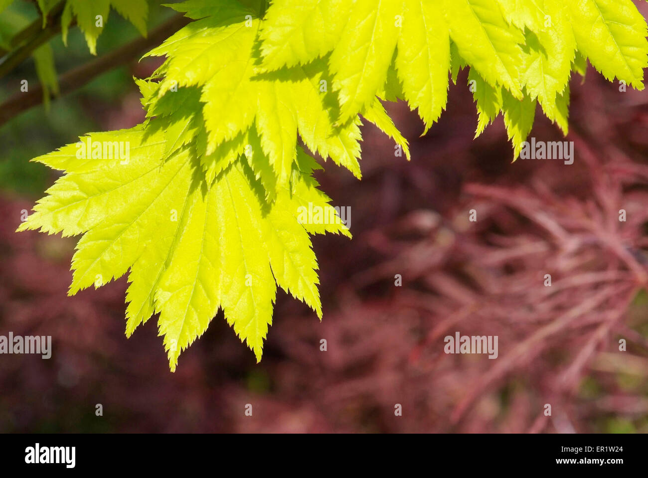 close up young yellow leaves of Acer japonicum aureum Stock Photo - Alamy