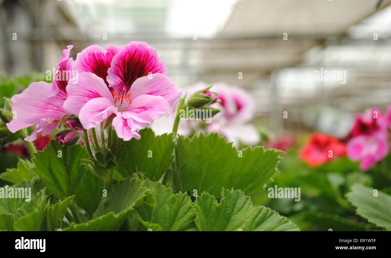 Pink flowers Bulgaria leaves plants Stock Photo - Alamy