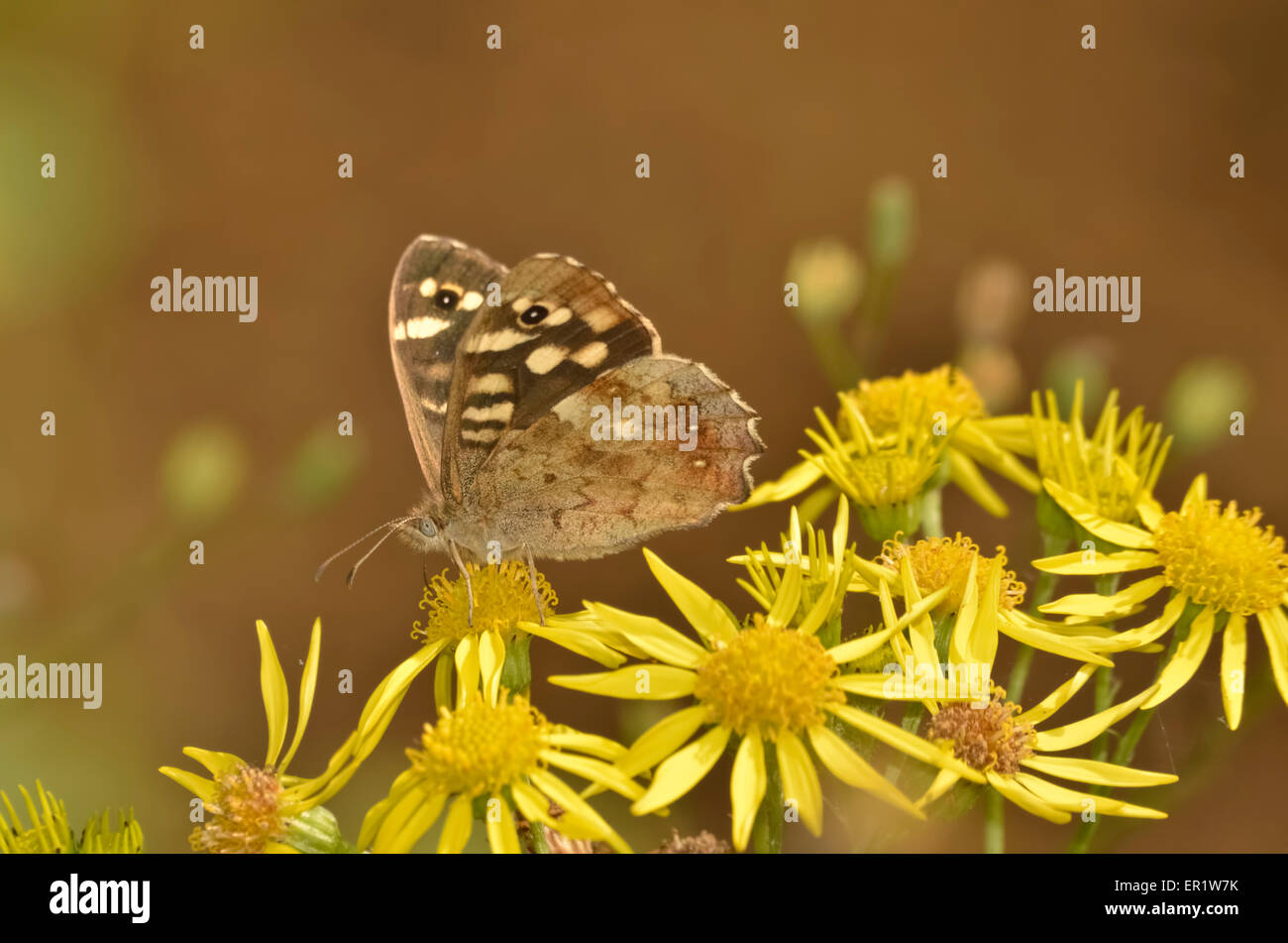 Butterfly forages for nectar on yellow flowers of a wild plant Stock ...