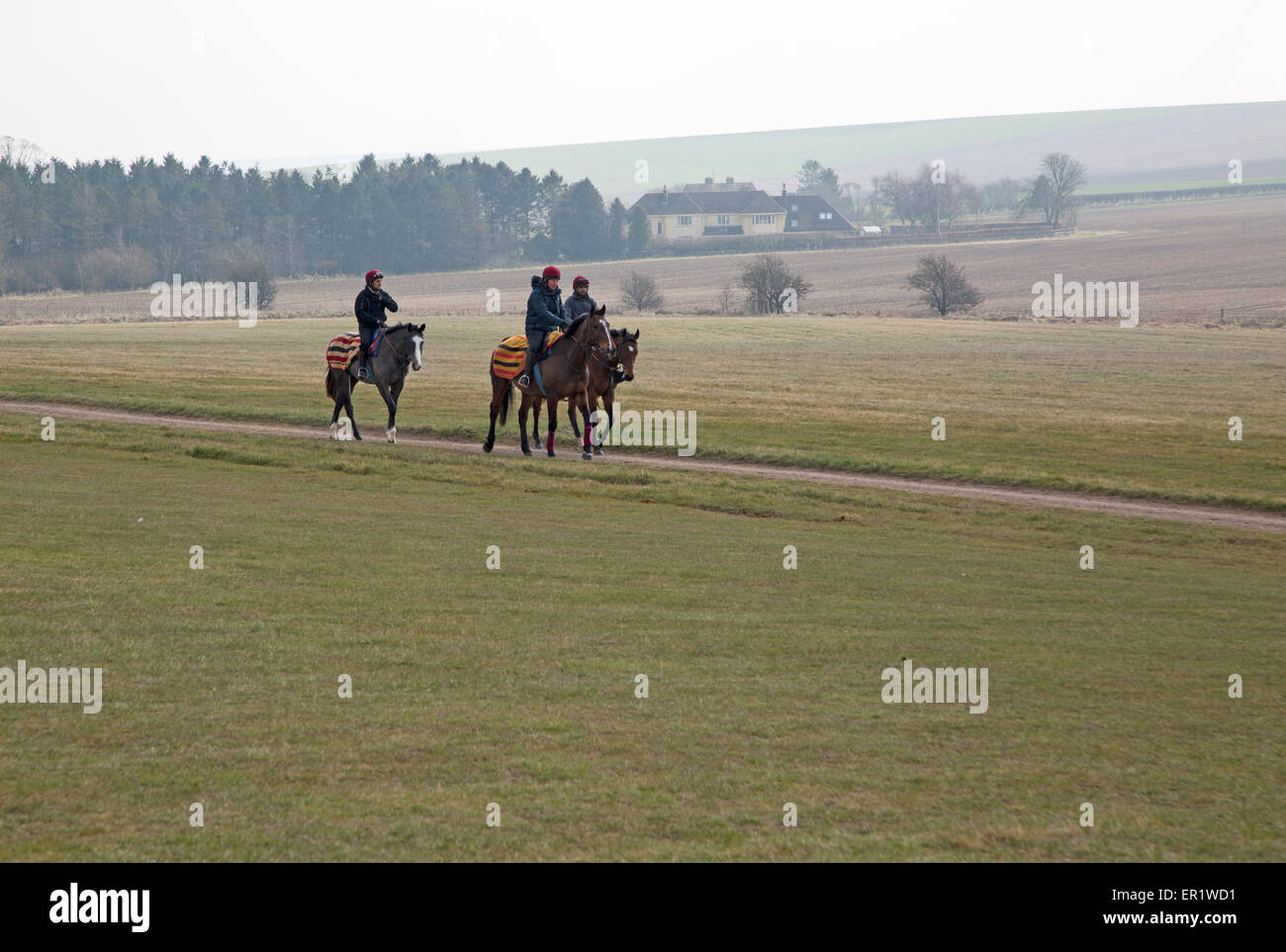 Horses being exercised on the gallops, Beckhampton, Wiltshire, England ...