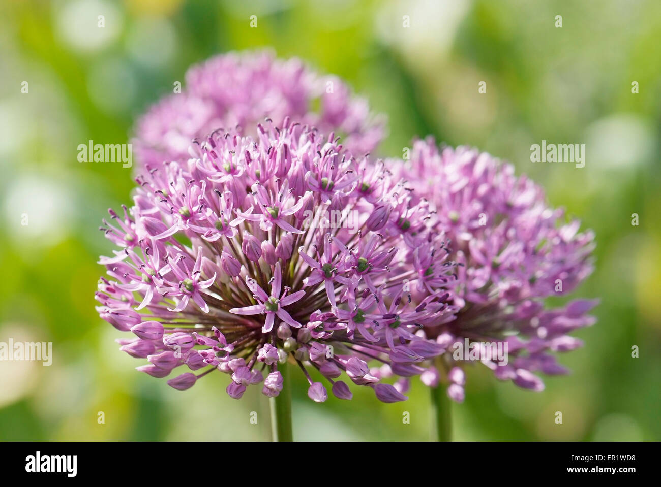 close up flowering of Allium giganteum Stock Photo - Alamy