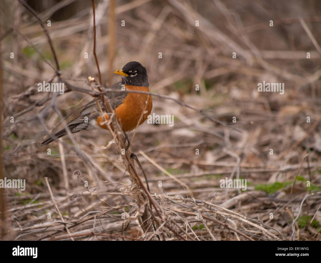 Swamp robin hi-res stock photography and images - Alamy