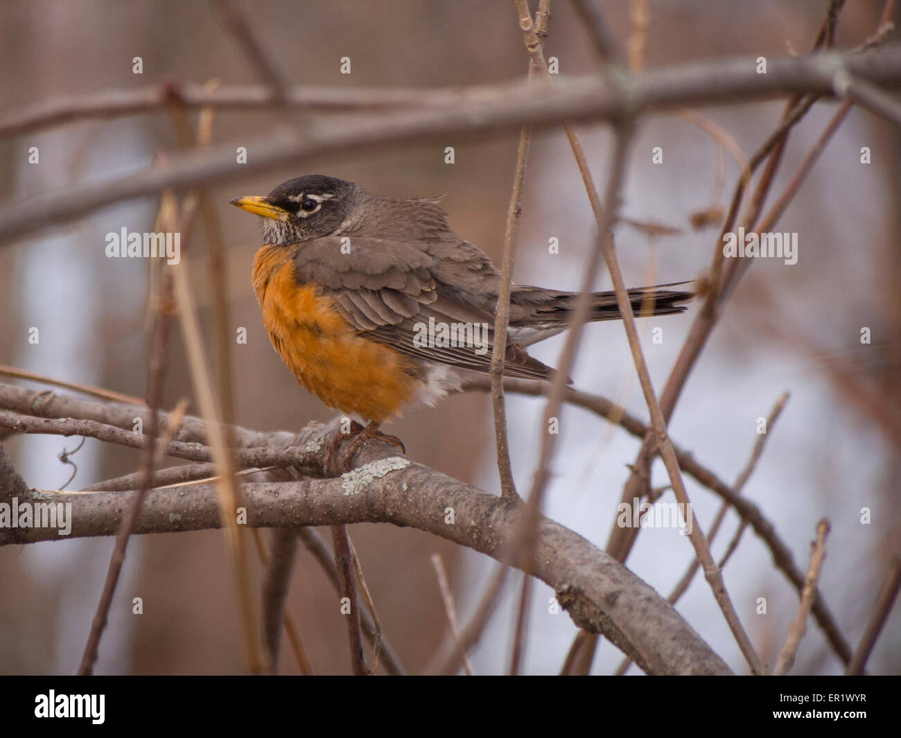 American Robin on branch Stock Photo - Alamy