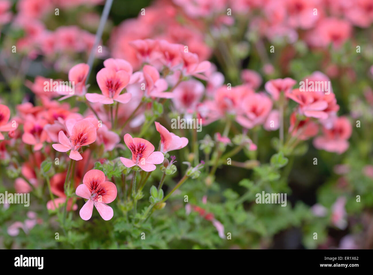 Pink bicolor geraniums in hotchpotch Stock Photo - Alamy