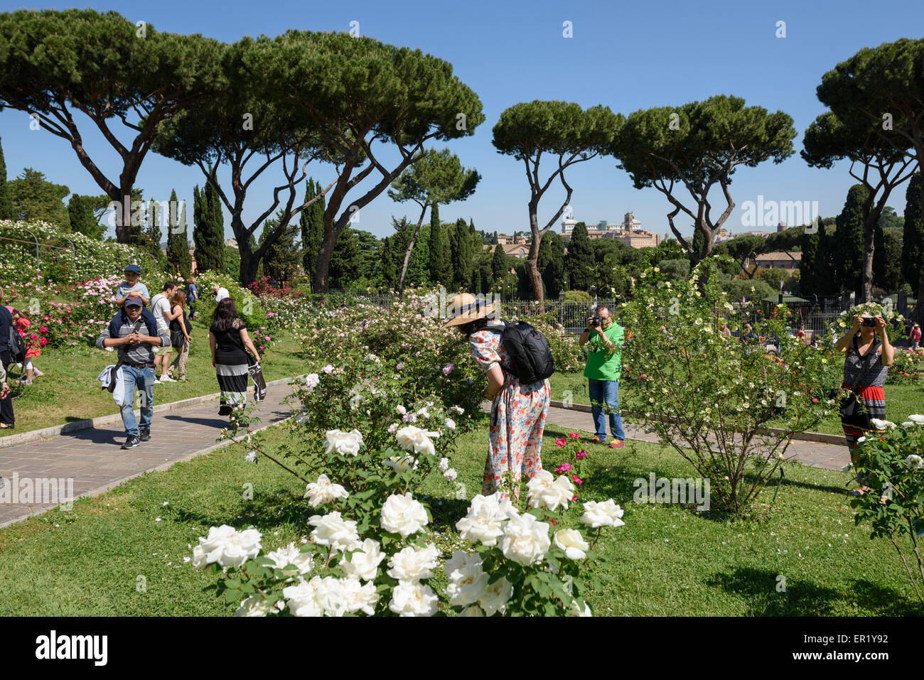 Rome. Italy. The Roseto Comunale di Roma, rose garden on the Aventine ...