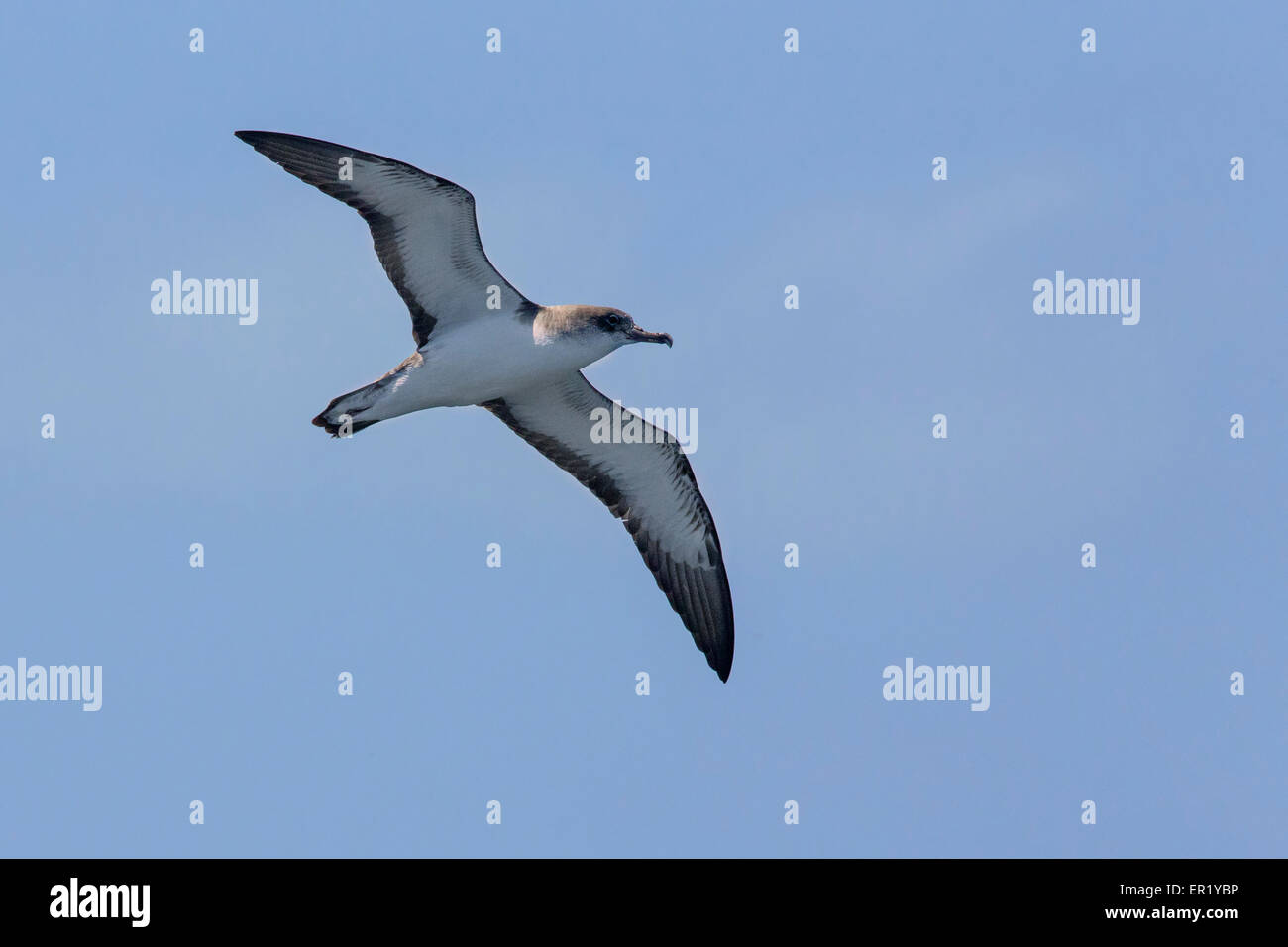 Animal animals bird birds calonectris edwardsii cape verde shearwater ...