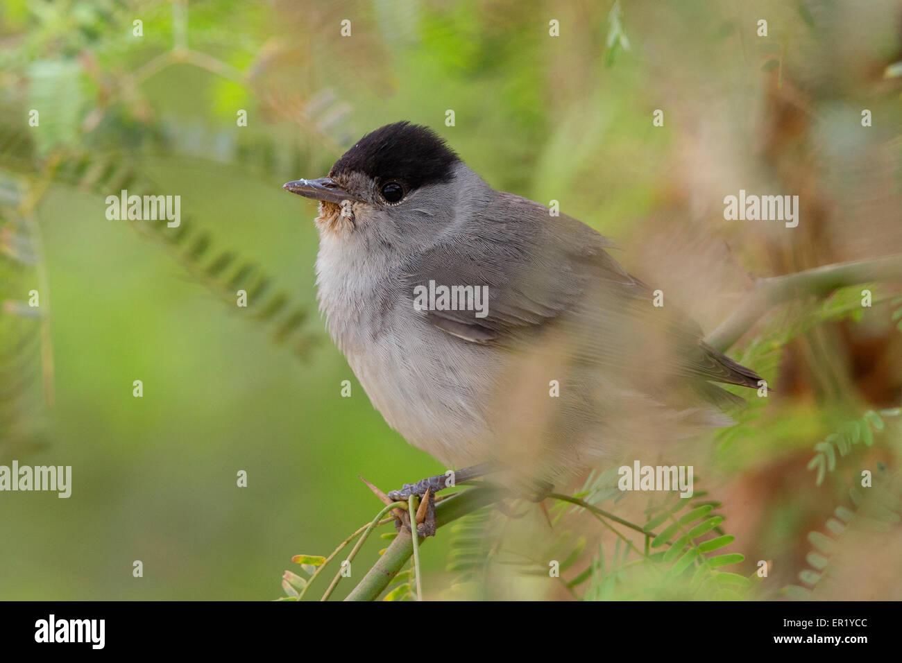 Blackcaps hi-res stock photography and images - Alamy