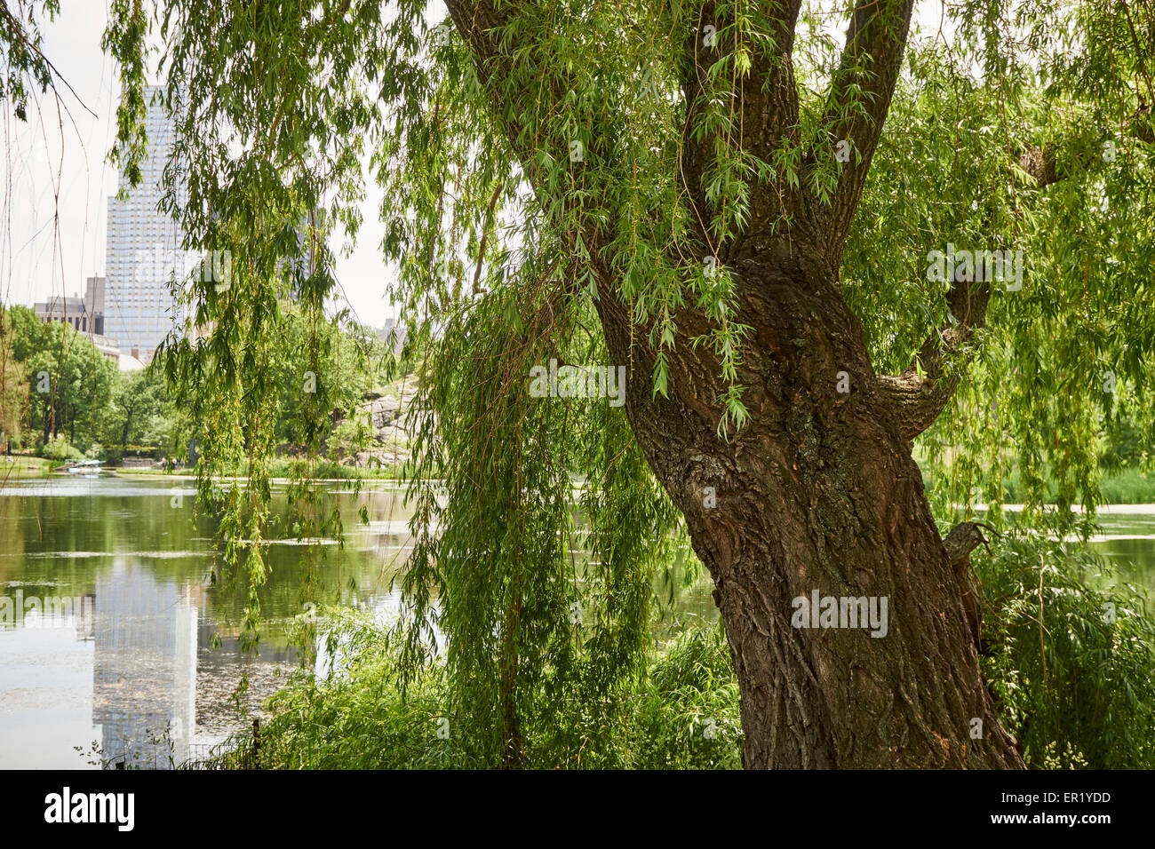 Harlem Meer, Central Park, New York City, USA Stock Photo - Alamy