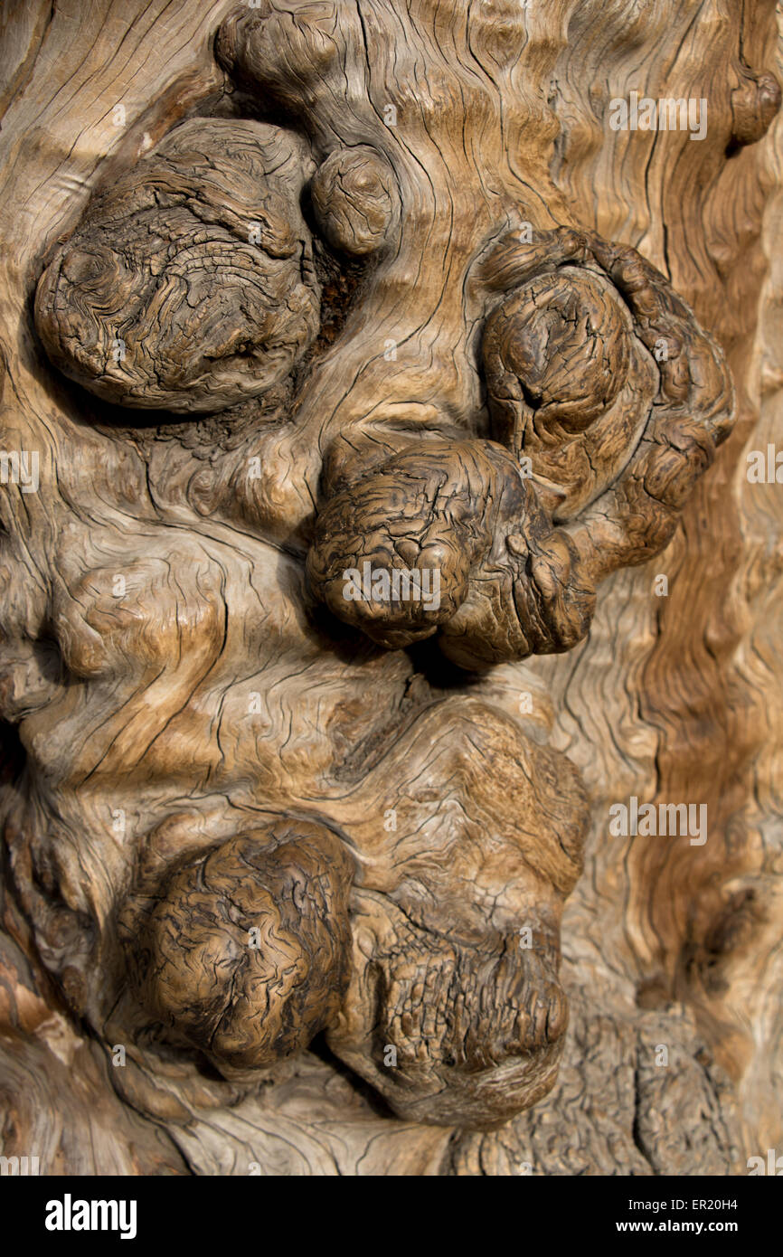 Nodules in tree Stock Photo - Alamy