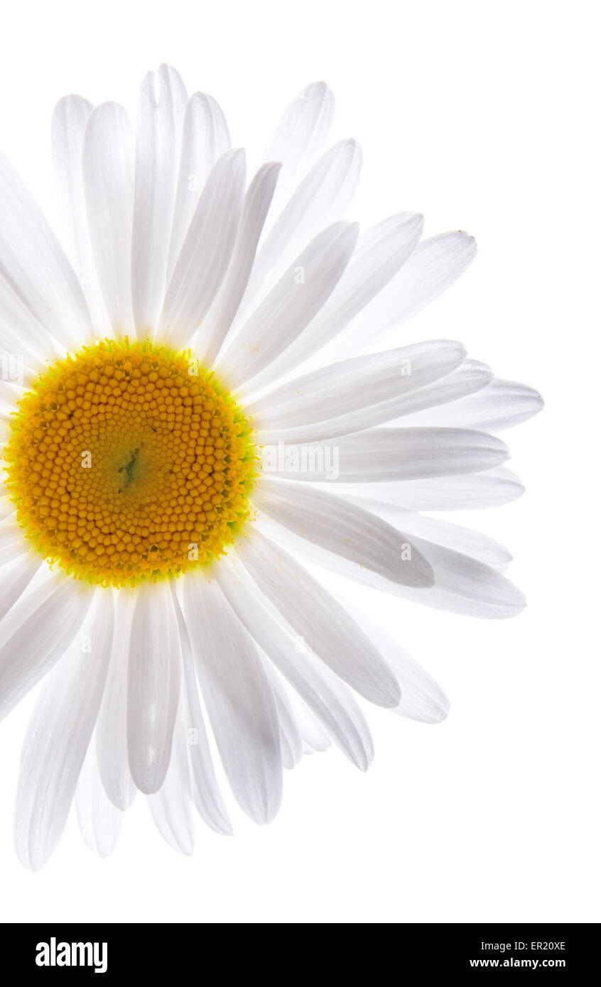 Beautiful daisy on isolated white background Stock Photo - Alamy
