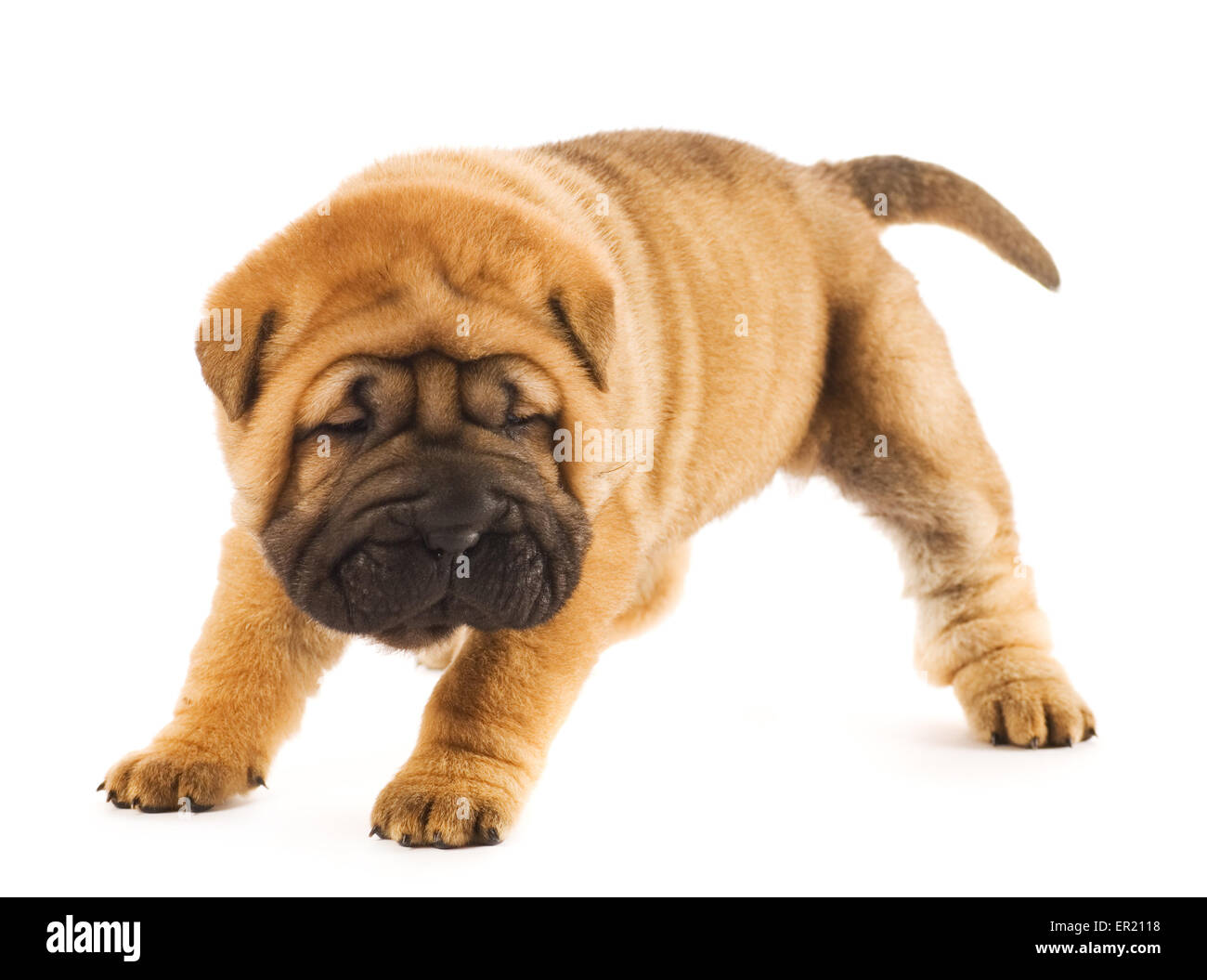 Funny sharpei puppy isolated on white background (studio shot Stock ...