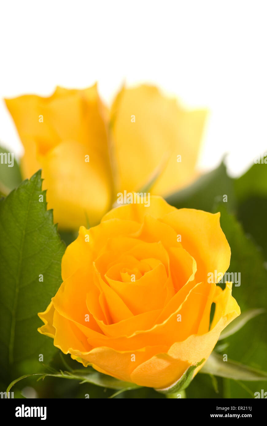 Bouquet of yellow roses isolated on white background Stock Photo - Alamy