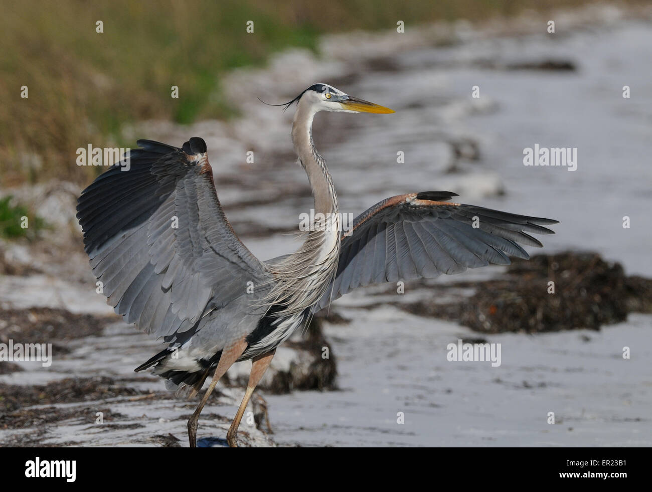 Great blue heron starting to fly at Gatorland near Orlando showing ...