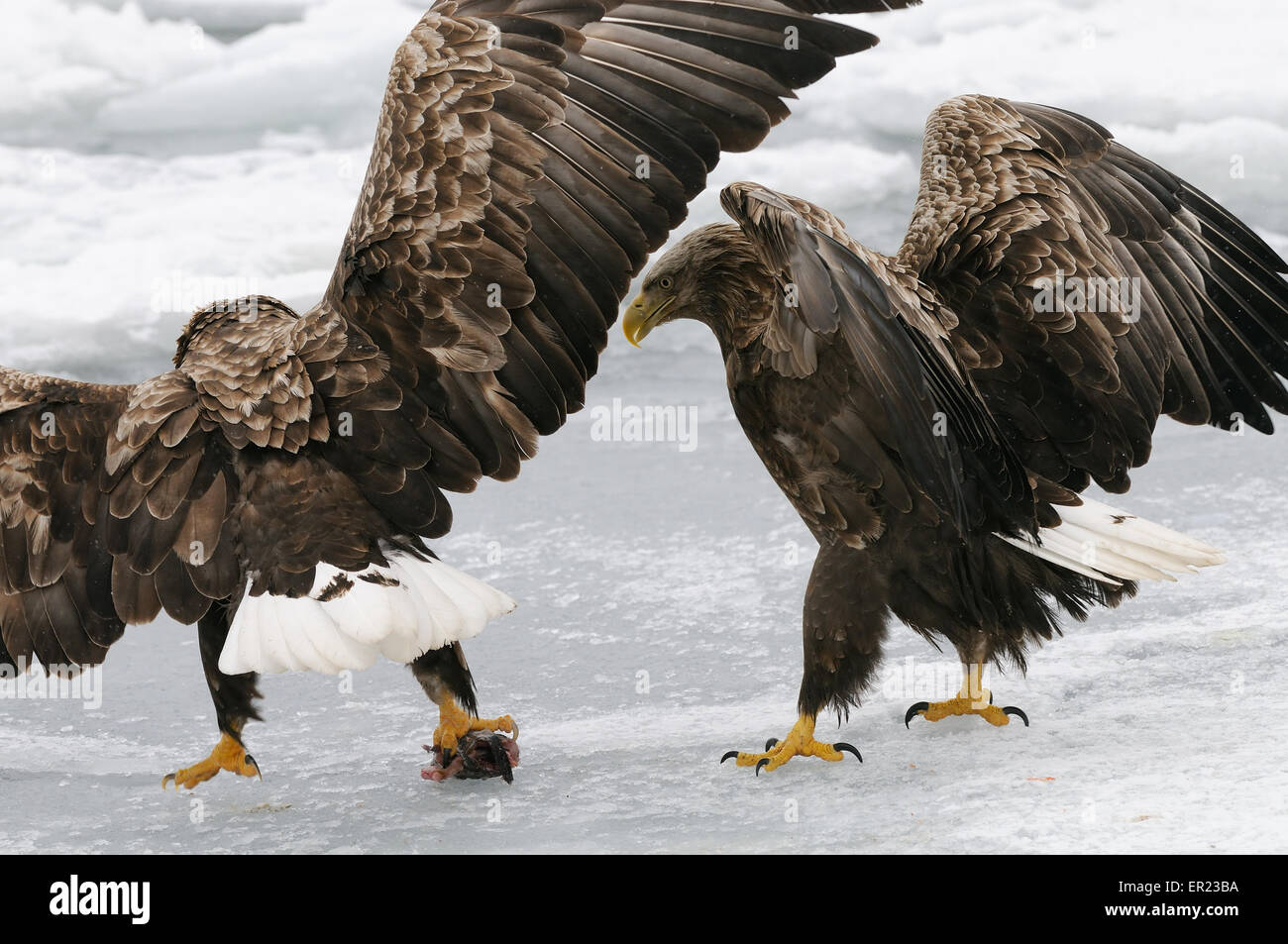 White tailed sea eagles iceland hi-res stock photography and images - Alamy