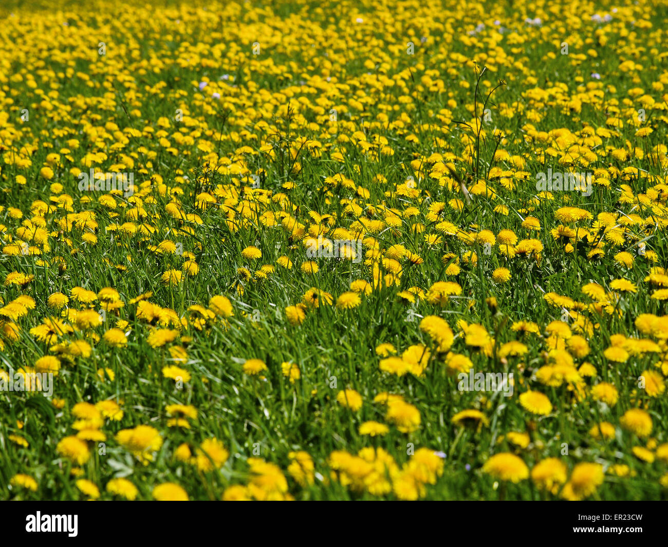Dandelion pasture, Austria, Lower Austria, Mostviertel Stock Photo - Alamy