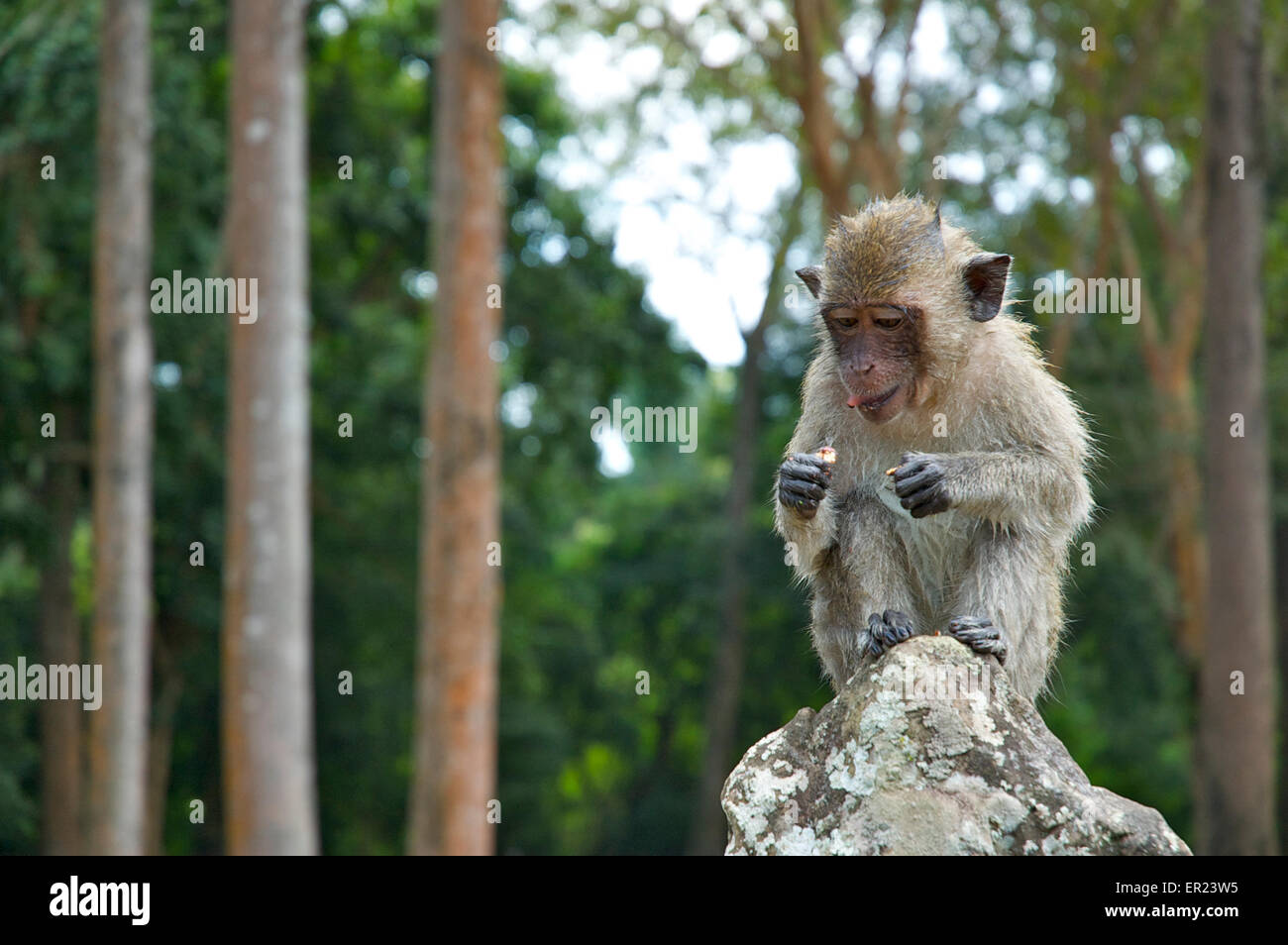 Monkey eating nuts, Angkor Wat, Cambodia Stock Photo - Alamy