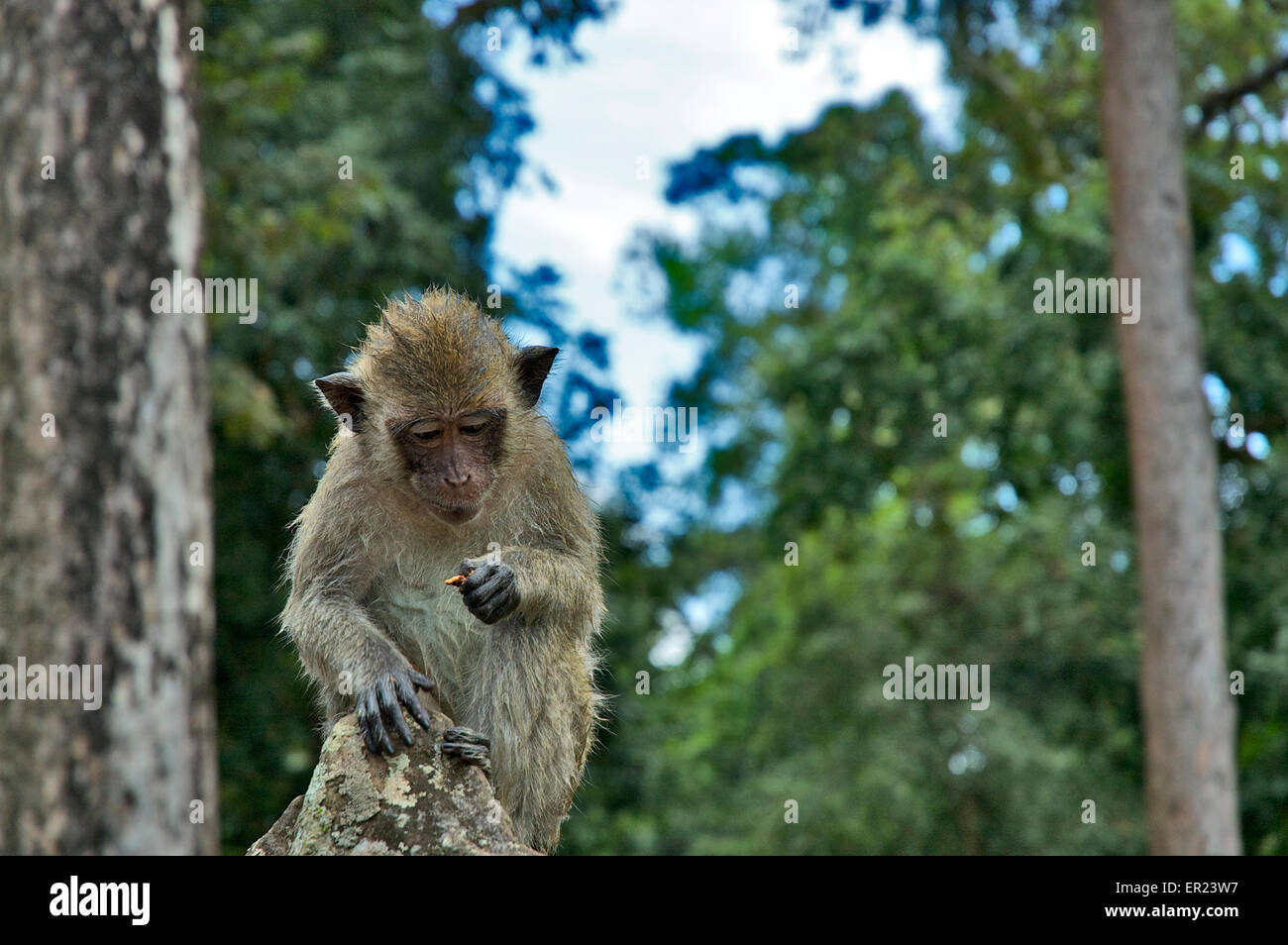 Monkey eating nuts hi-res stock photography and images - Alamy