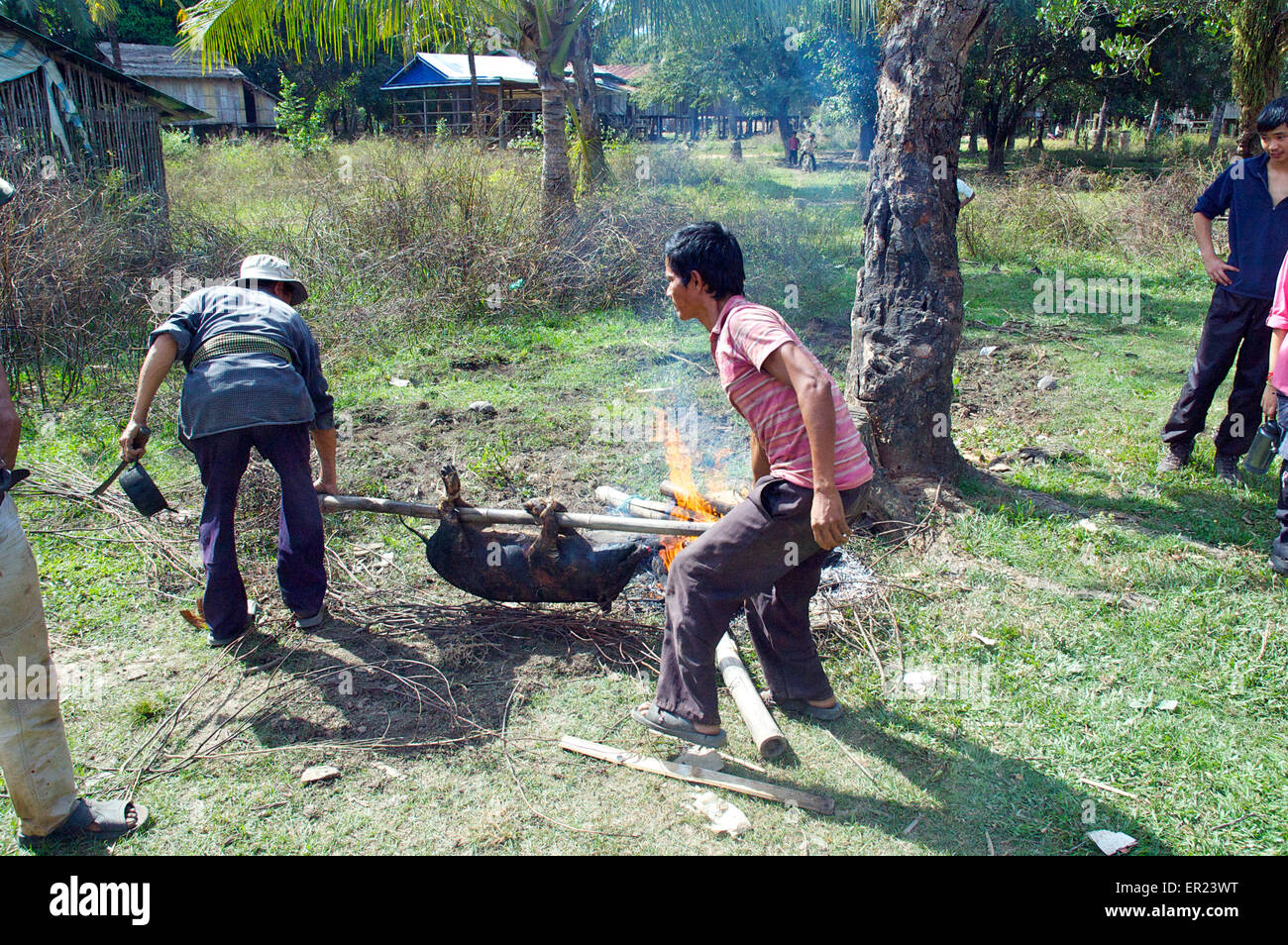 Cambodian villagers prepare a pig for roasting, Ratanakiri Province ...