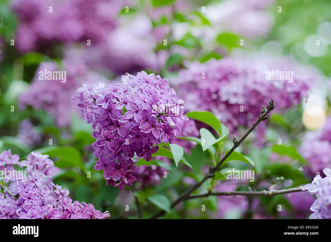 Spring lilac flowers Stock Photo - Alamy