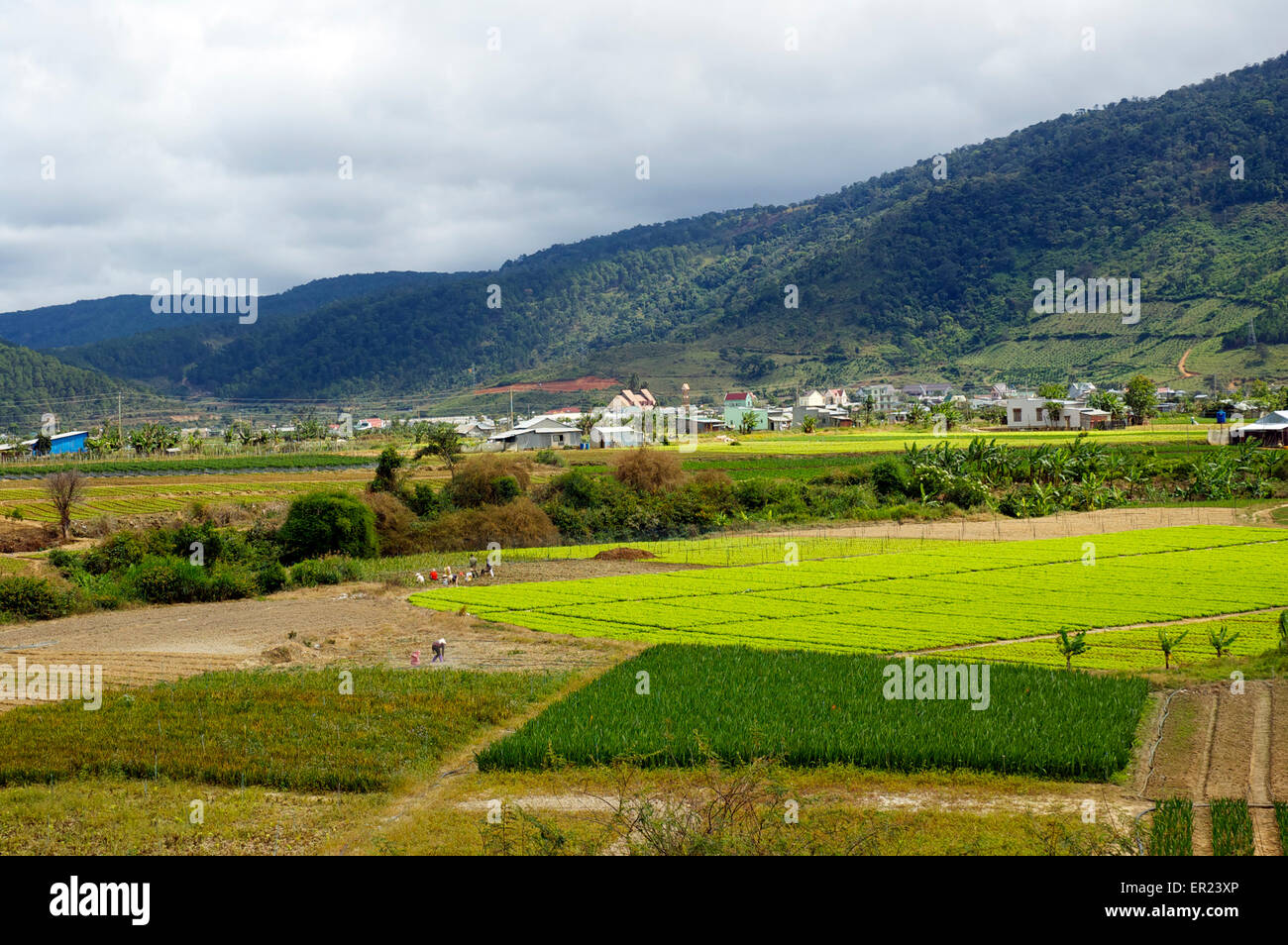 Agricultural land near Da Lat in the Vietnamese Central Highlands Stock ...
