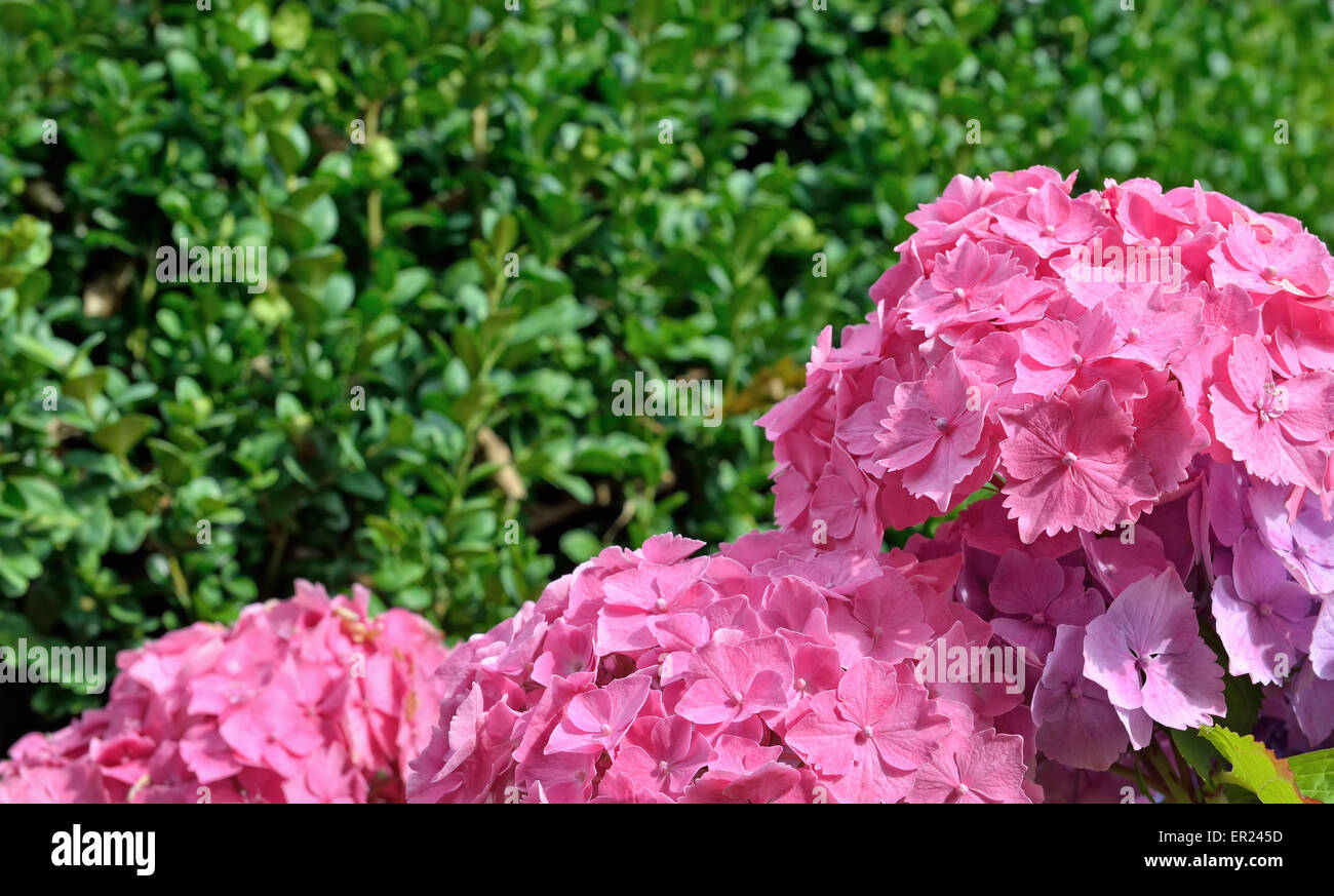 pink hydrangea on green Stock Photo - Alamy