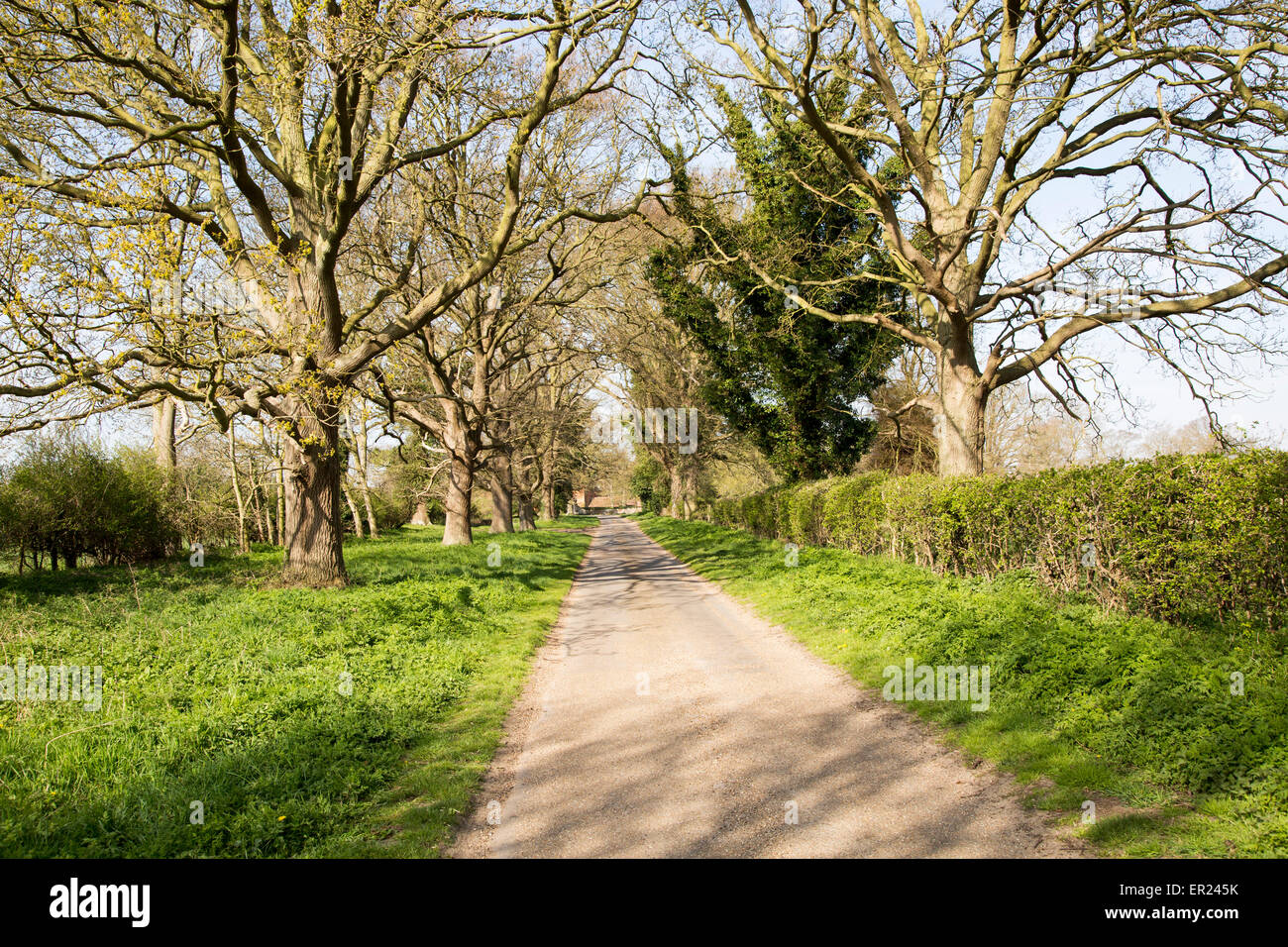 Long straight country road passing leafless trees, Sutton, Suffolk ...