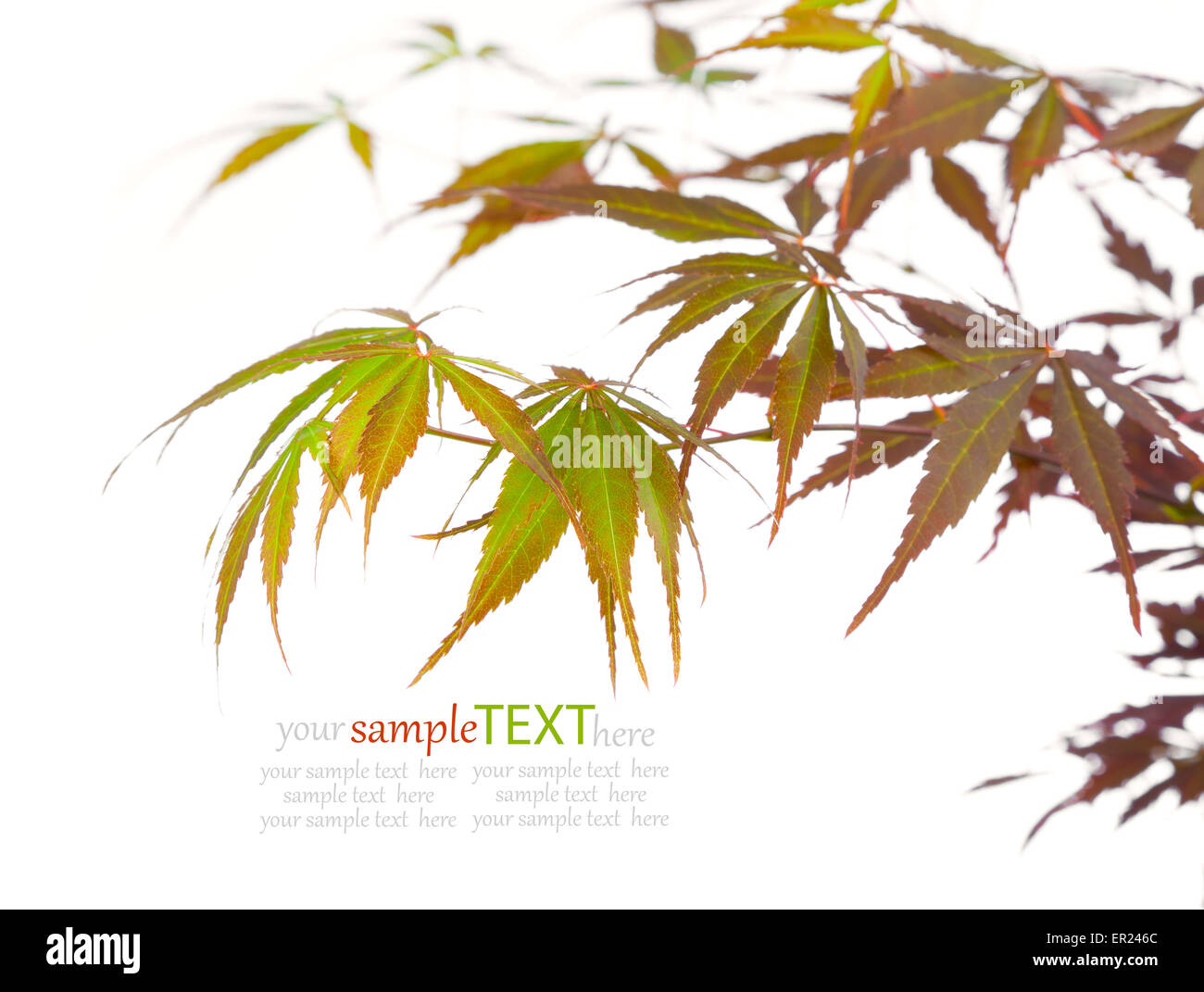 Design element flora hi-res stock photography and images - Alamy