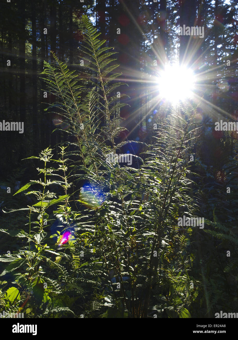 Farn symbol hi-res stock photography and images - Alamy