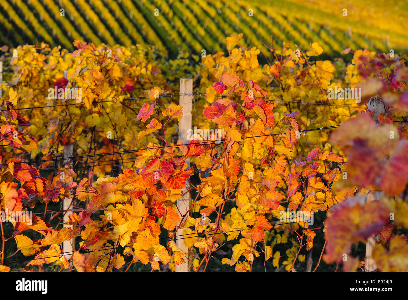 Suedsteirische Weinstrasse, Southern Styria wine route in autumn ...