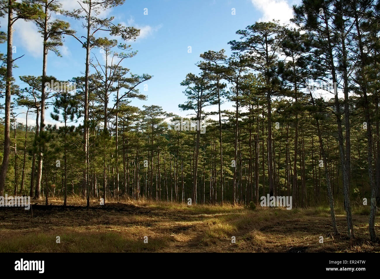 Pine forest, Central Highlands, Vietnam Stock Photo - Alamy