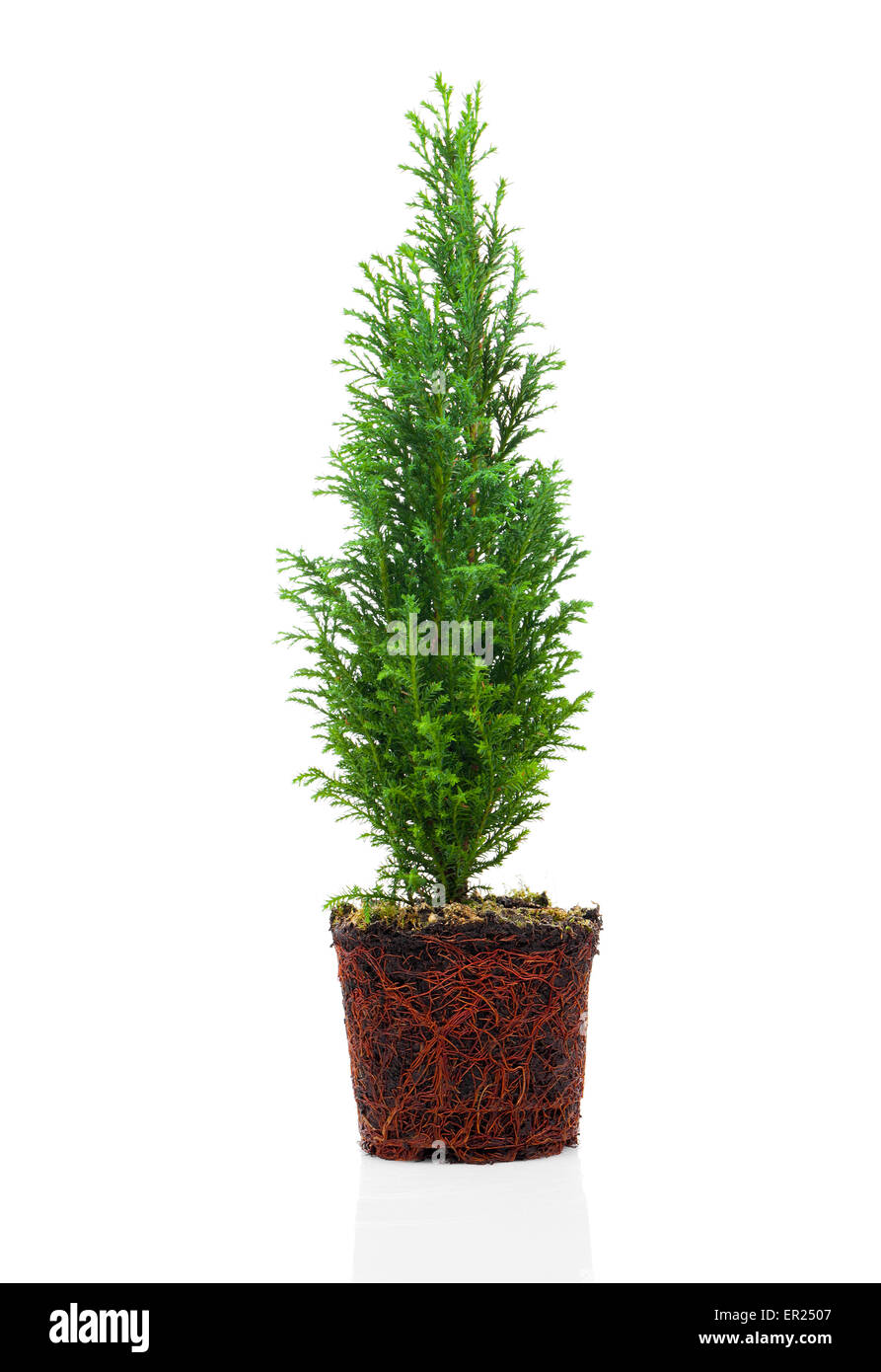 Cypress, thuja with roots isolated on white background Stock Photo - Alamy