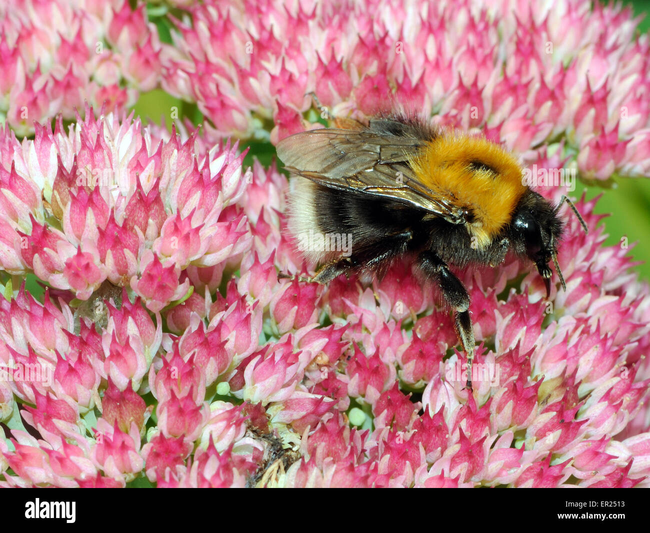 Bombus hypnorum hi-res stock photography and images - Alamy