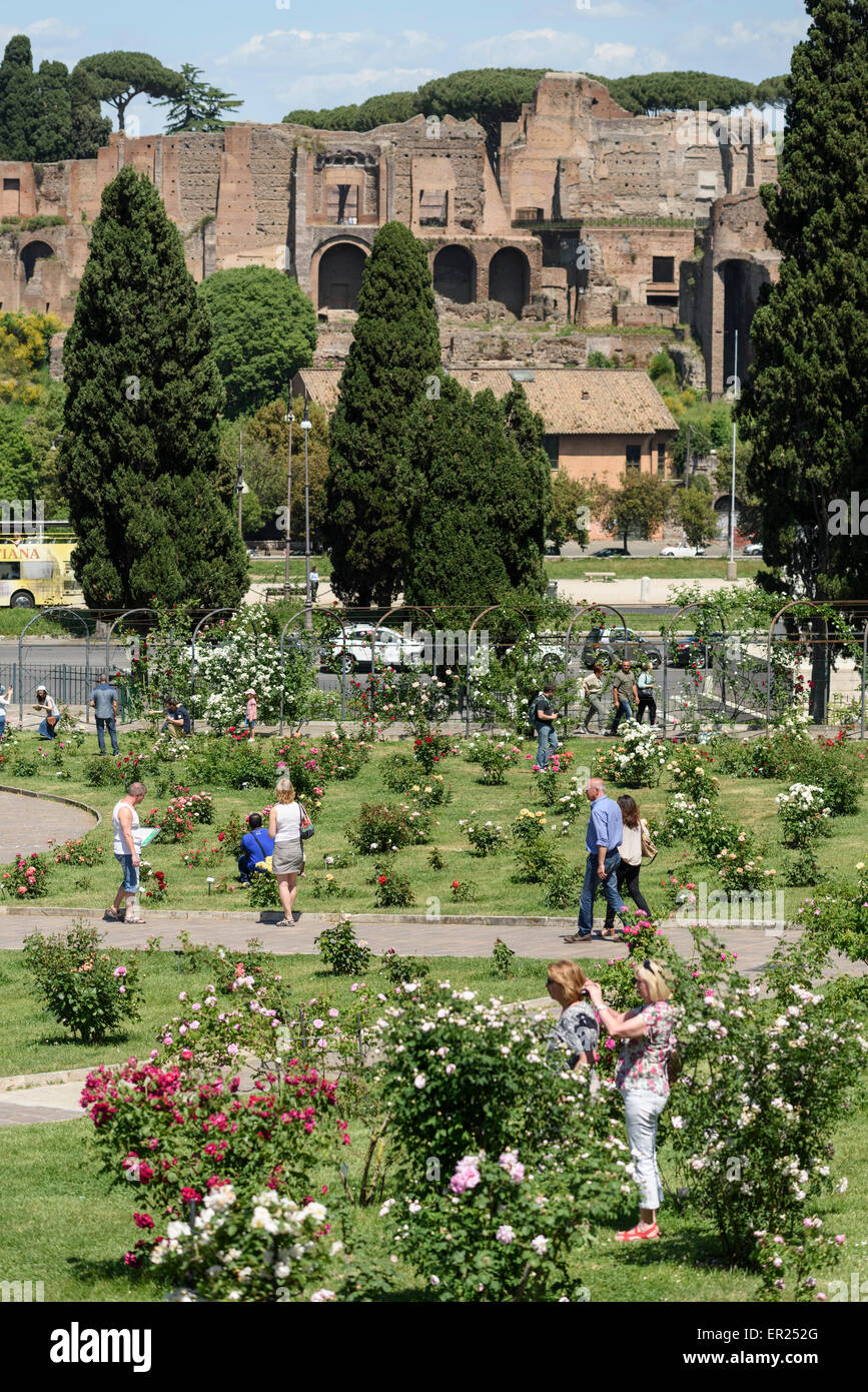 Rome. Italy. The Roseto Comunale di Roma, rose garden on the Aventine ...