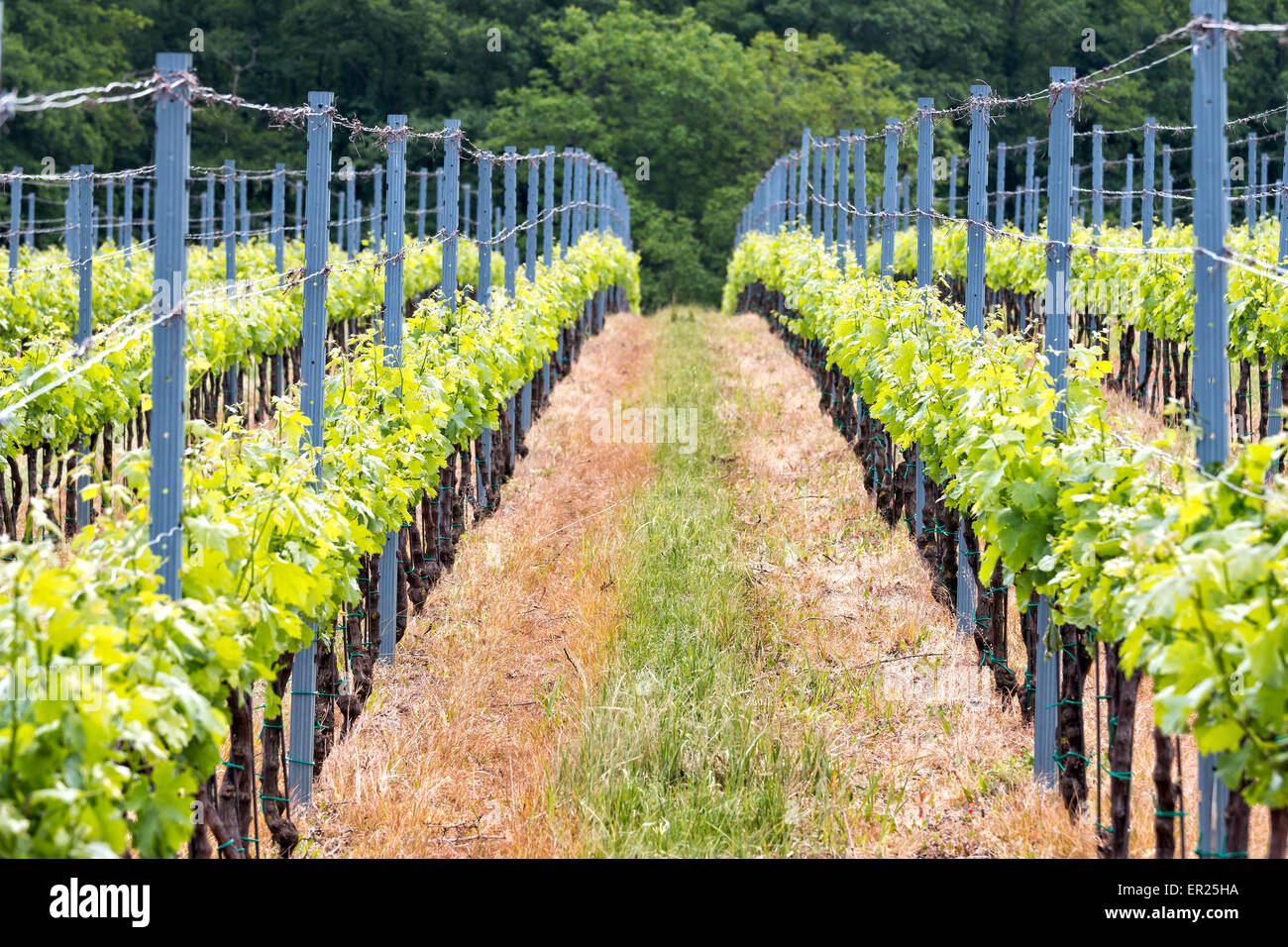 Beautiful rows of grapes in spring Stock Photo - Alamy