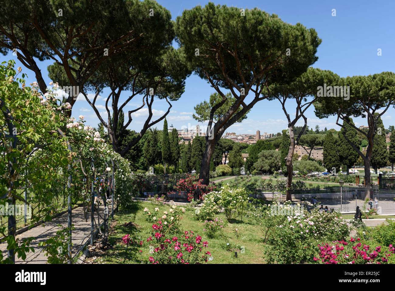 Rome. Italy. The Roseto Comunale di Roma, rose garden on the Aventine ...