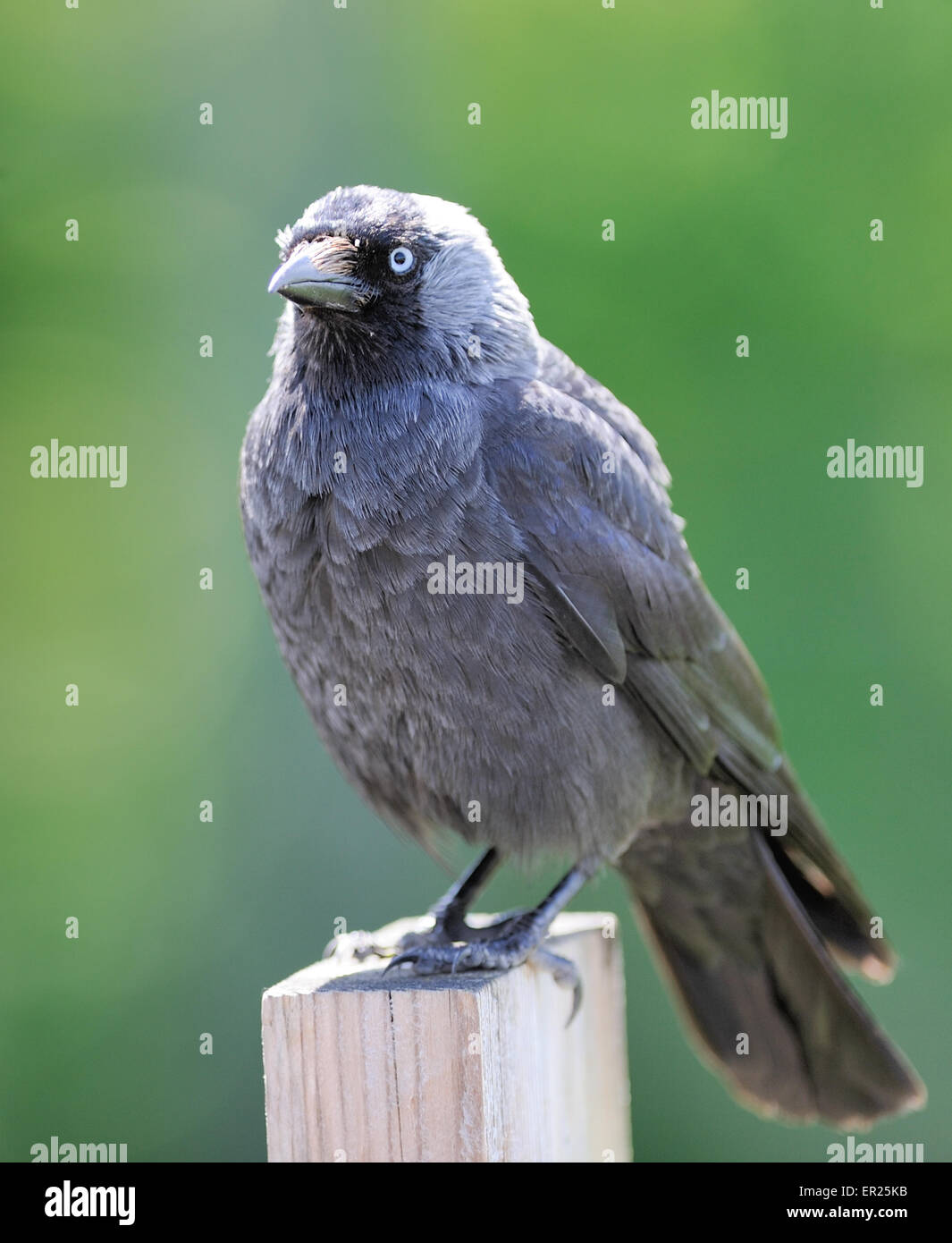 Colden common hi-res stock photography and images - Alamy