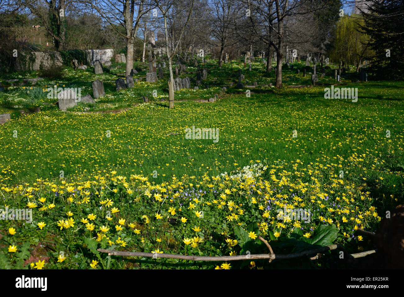Spring flowers in a village churchyard Stock Photo - Alamy