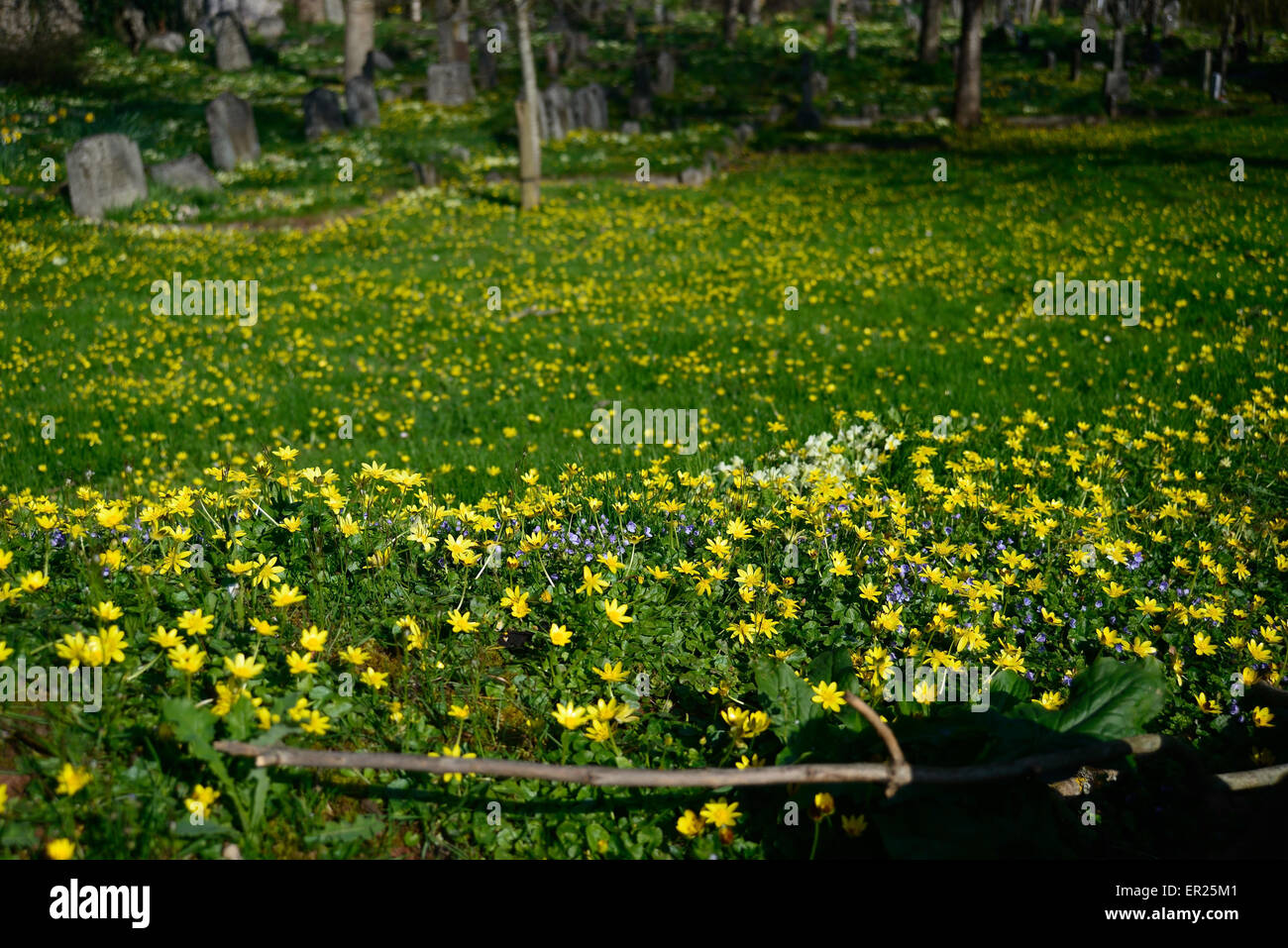Spring flowers in a village churchyard Stock Photo - Alamy