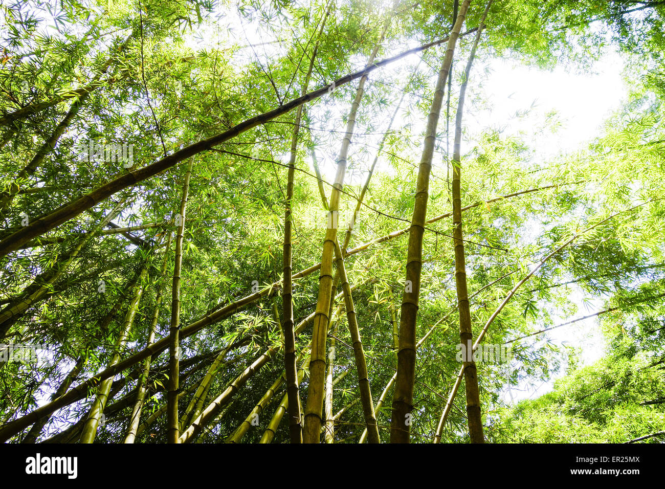 Rio de Janeiro, botanical garden, Jardim Botanico, bamboo, Brazil Stock ...