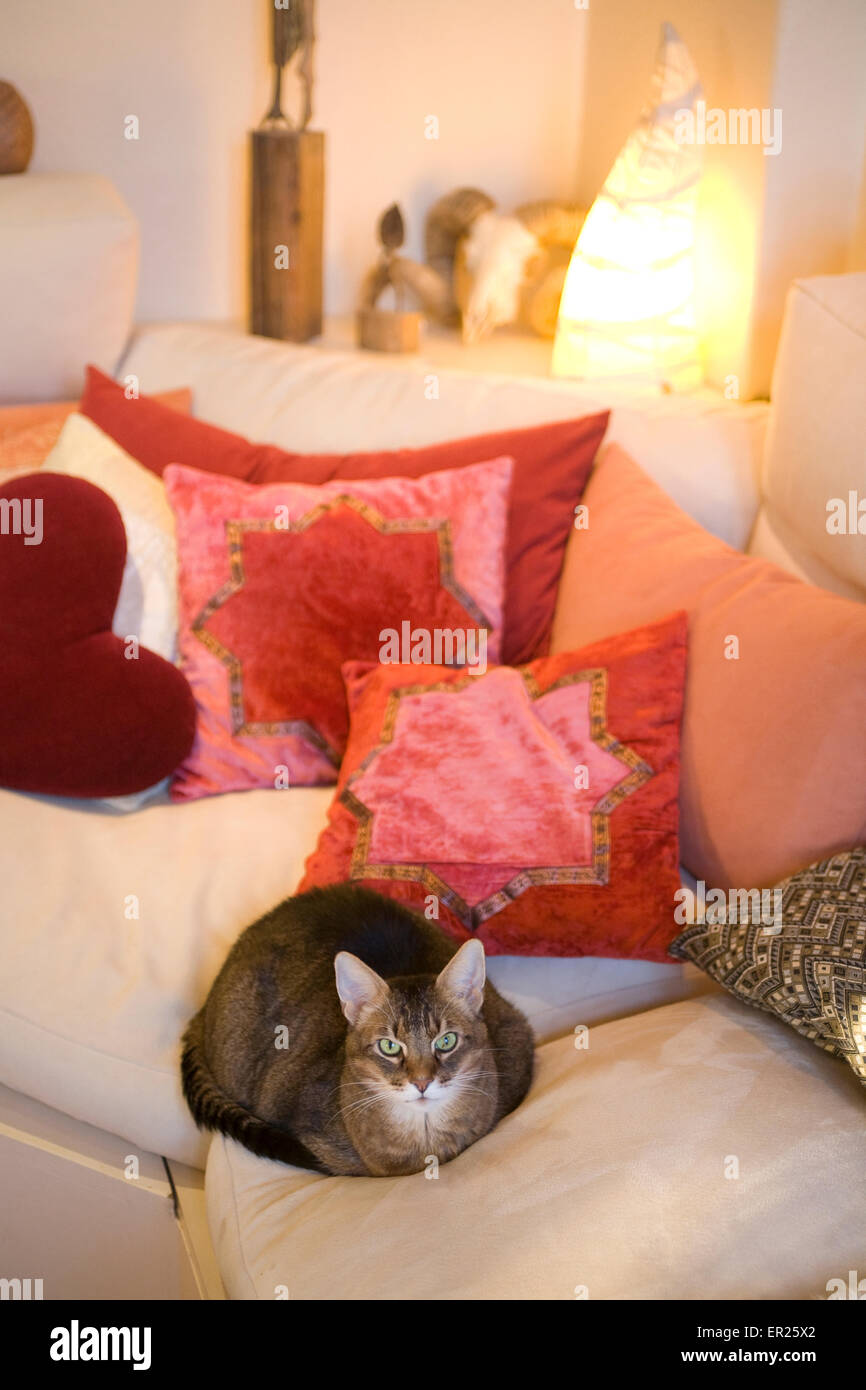 Katze auf einem sofa hi-res stock photography and images - Alamy