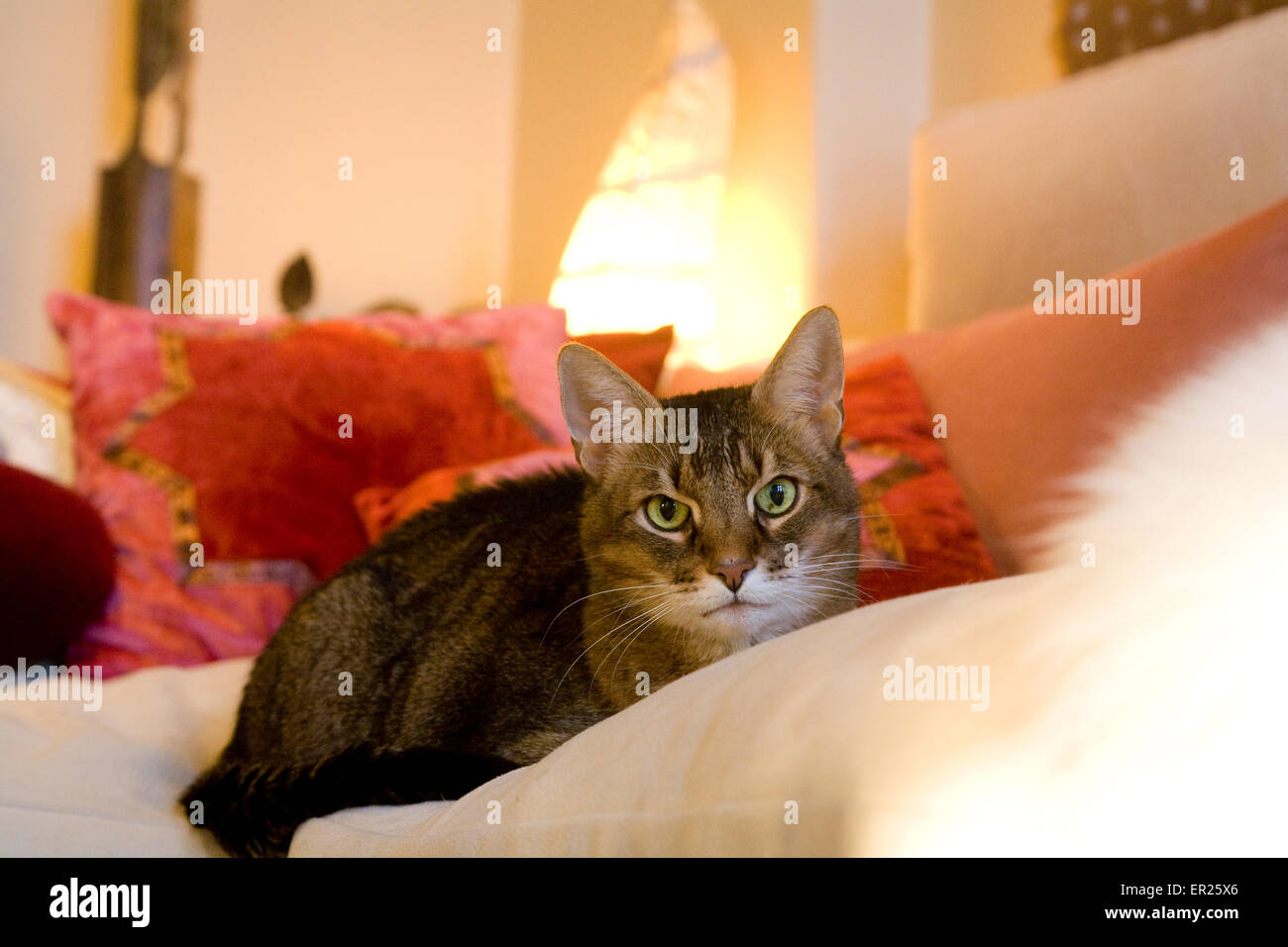 Licht katze hi-res stock photography and images - Alamy