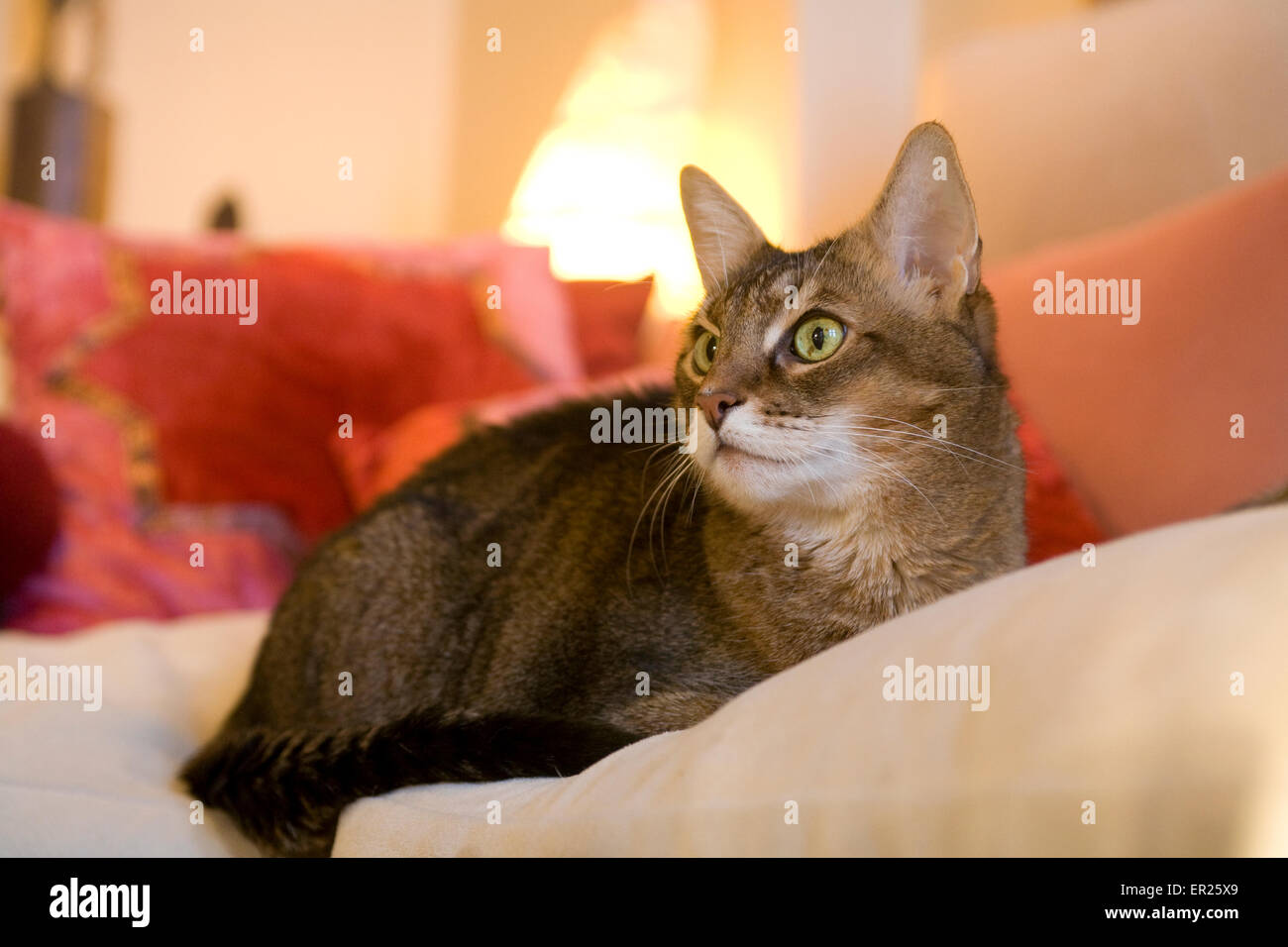 Europe, Germany, cat on a couch. Europa, Deutschland, Katze auf einem ...