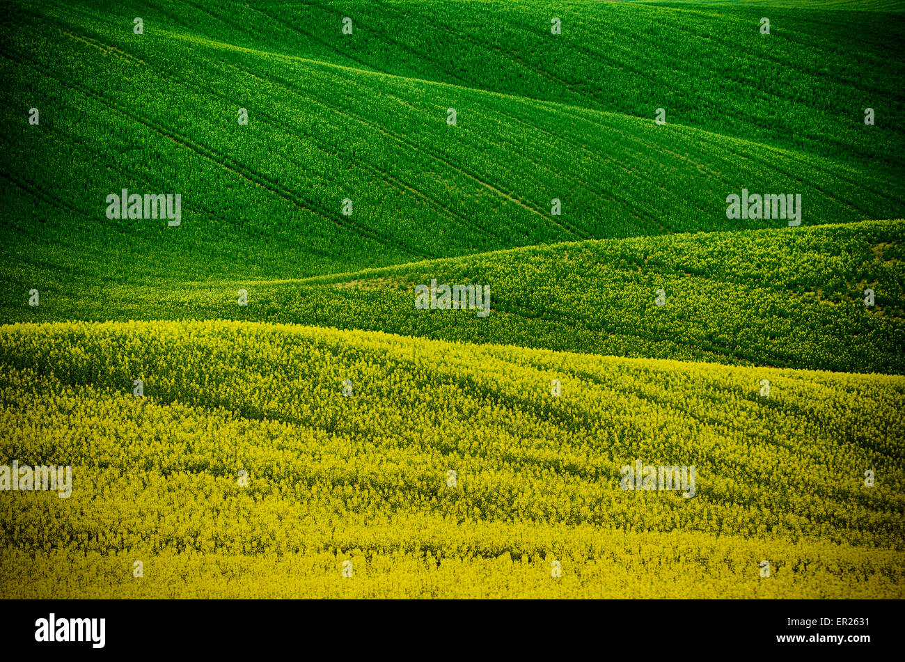 Rapeseed yellow green field in spring Stock Photo - Alamy