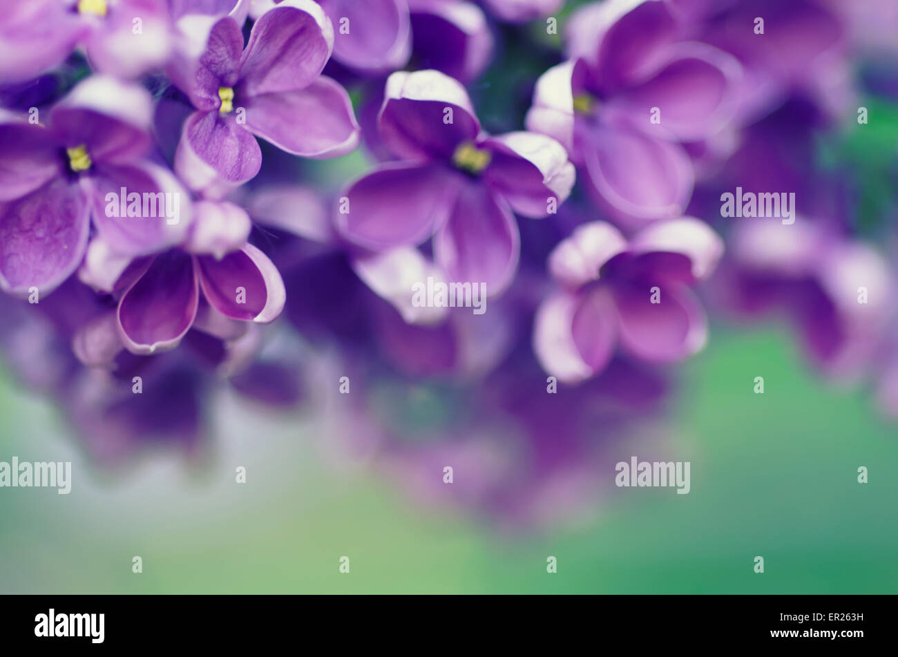 Lilac flowers background Stock Photo - Alamy