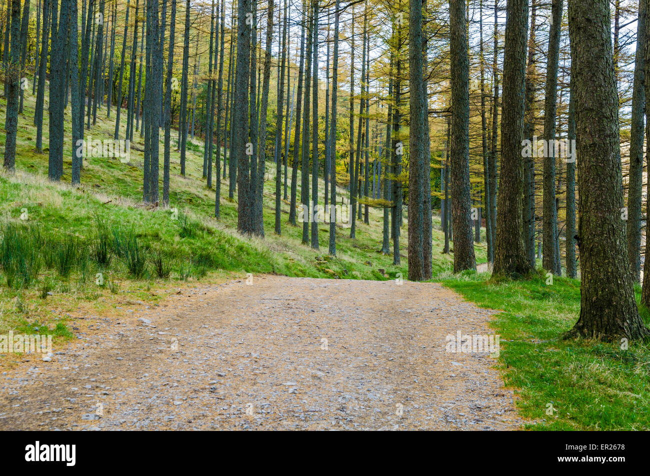 Track through Burtness Wood on the shore of Buttermere, Lake District ...