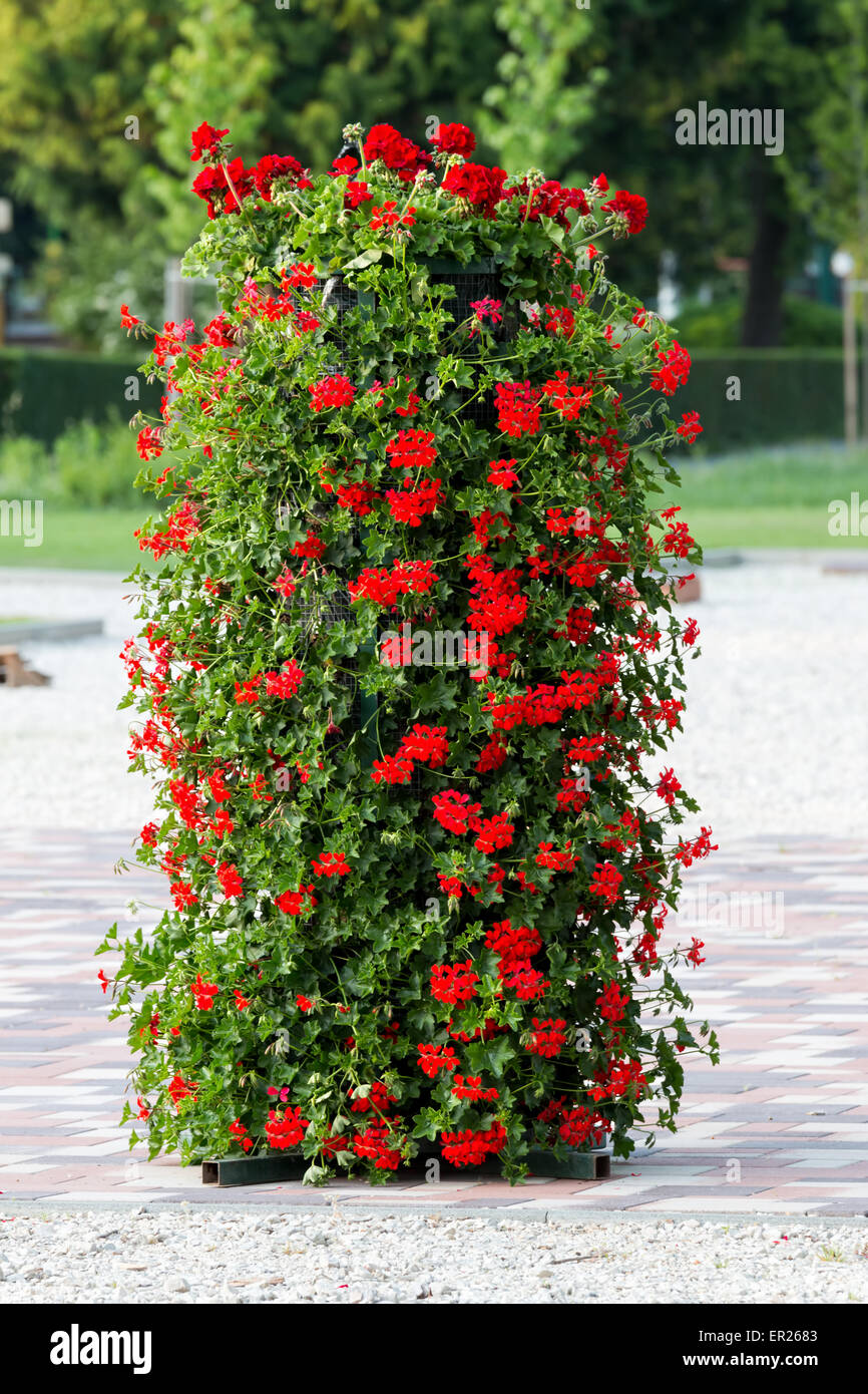 Beautiful geranium flower Stock Photo - Alamy