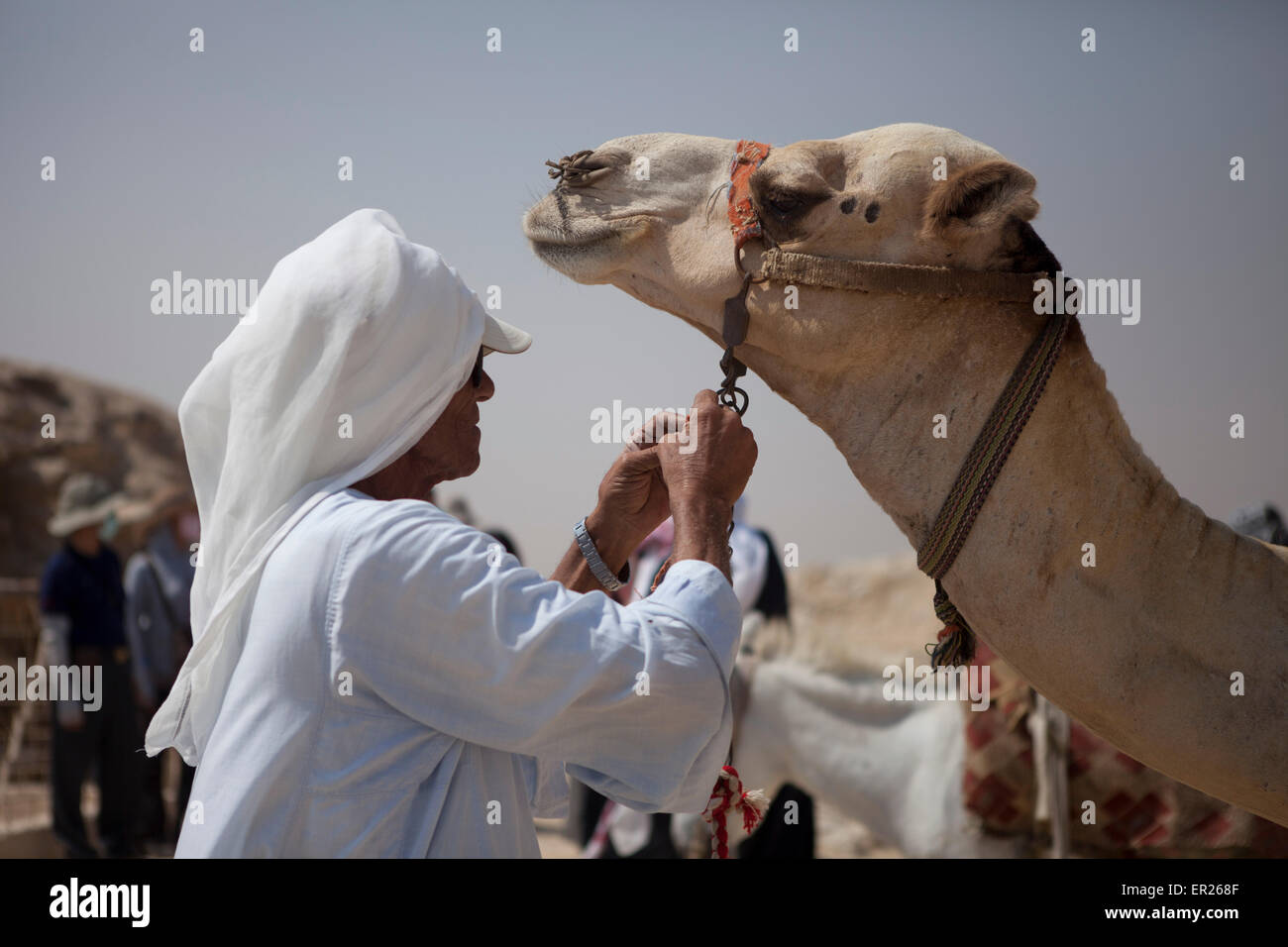 Man prepare camel for a tour in the desert Stock Photo - Alamy