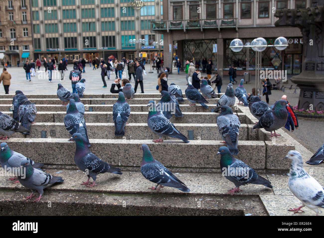 Tauben tier hi-res stock photography and images - Alamy