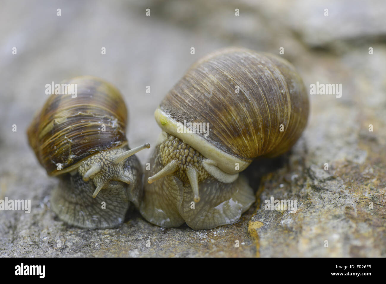 Grapevine snail, Austria Stock Photo - Alamy